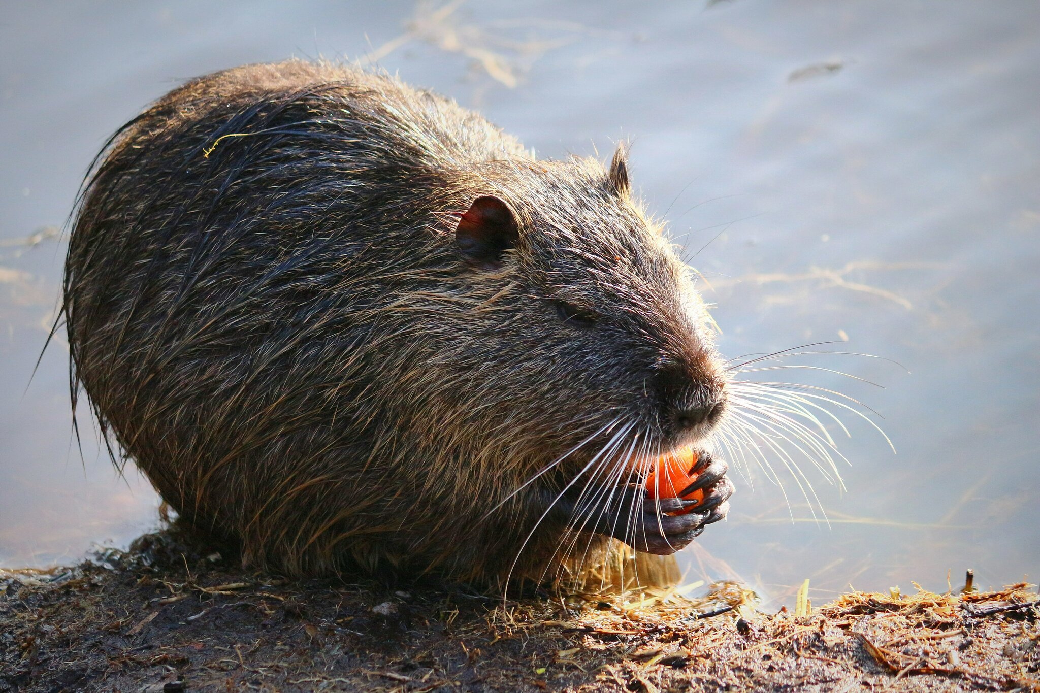 Nutria...Großfamilie im Kurpark Hamm. - Hamm (NW)
