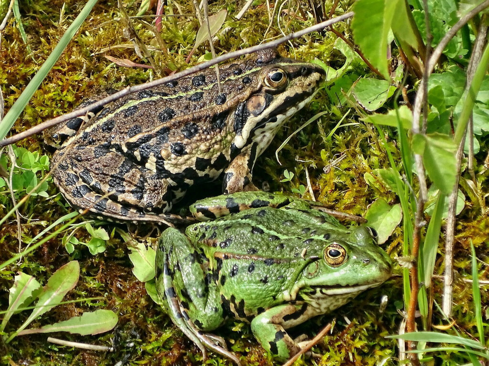 Zeitreise der Evolution in vier Teilen - Teil1: Amphibien - Augsburg