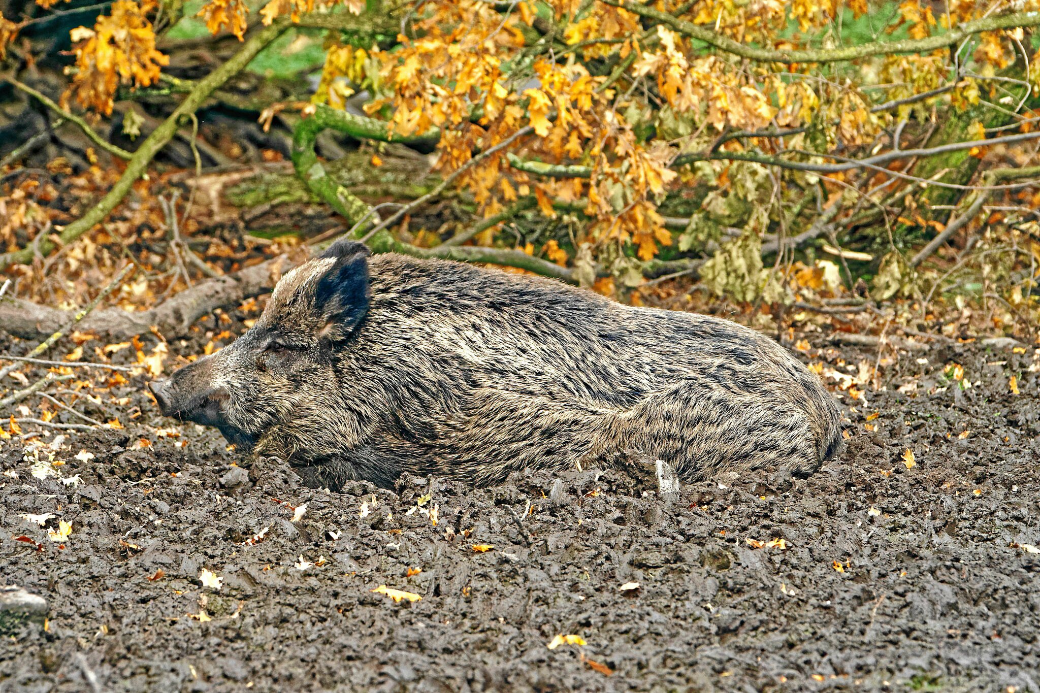 Großer Keiler - Lehrte