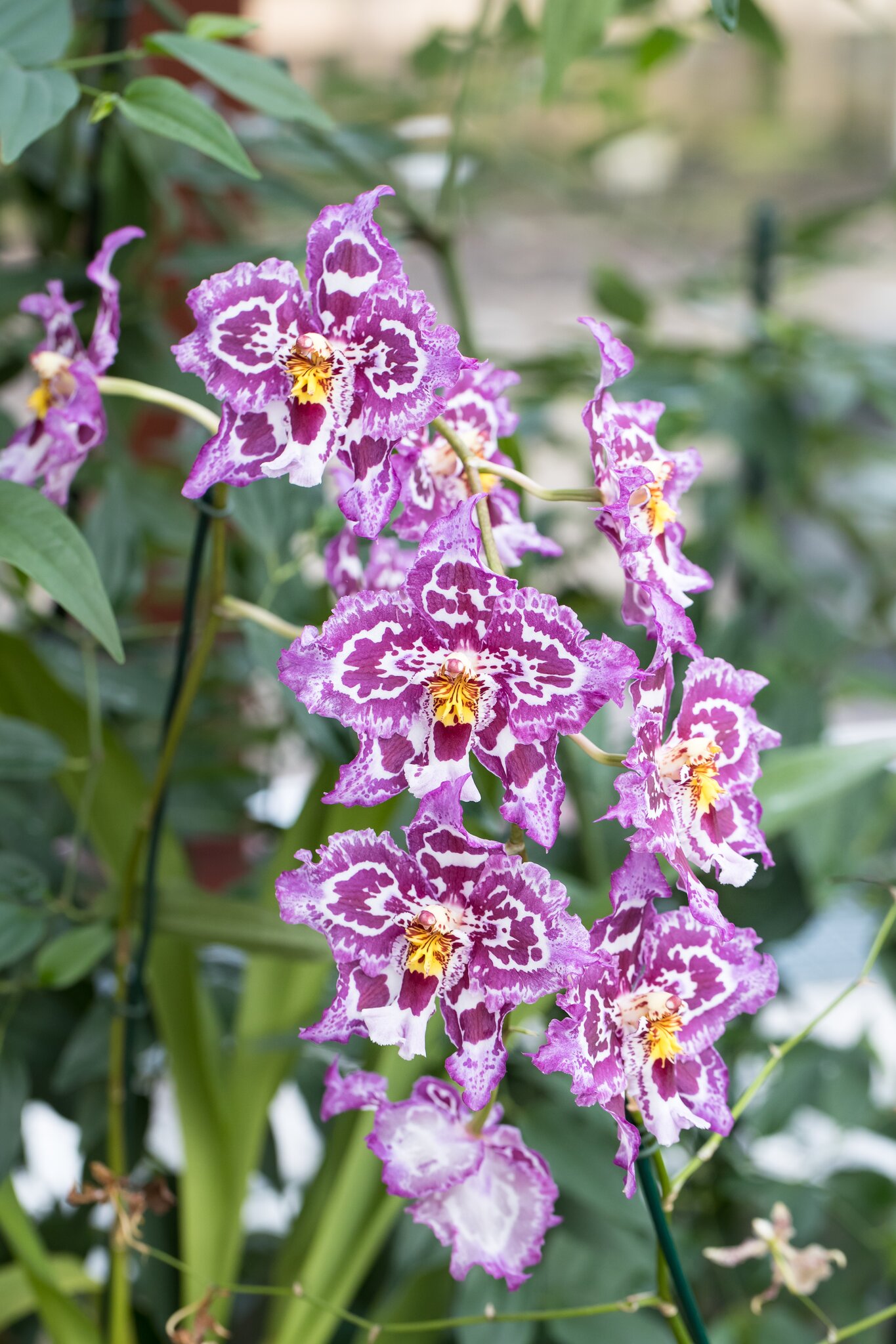 Orchideen im Berggarten - Hannover-Herrenhausen