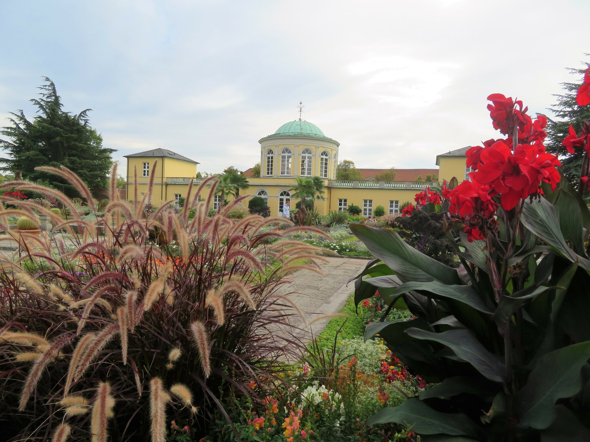 Orchideen in voller Schönheit - Hannover-Ledeburg
