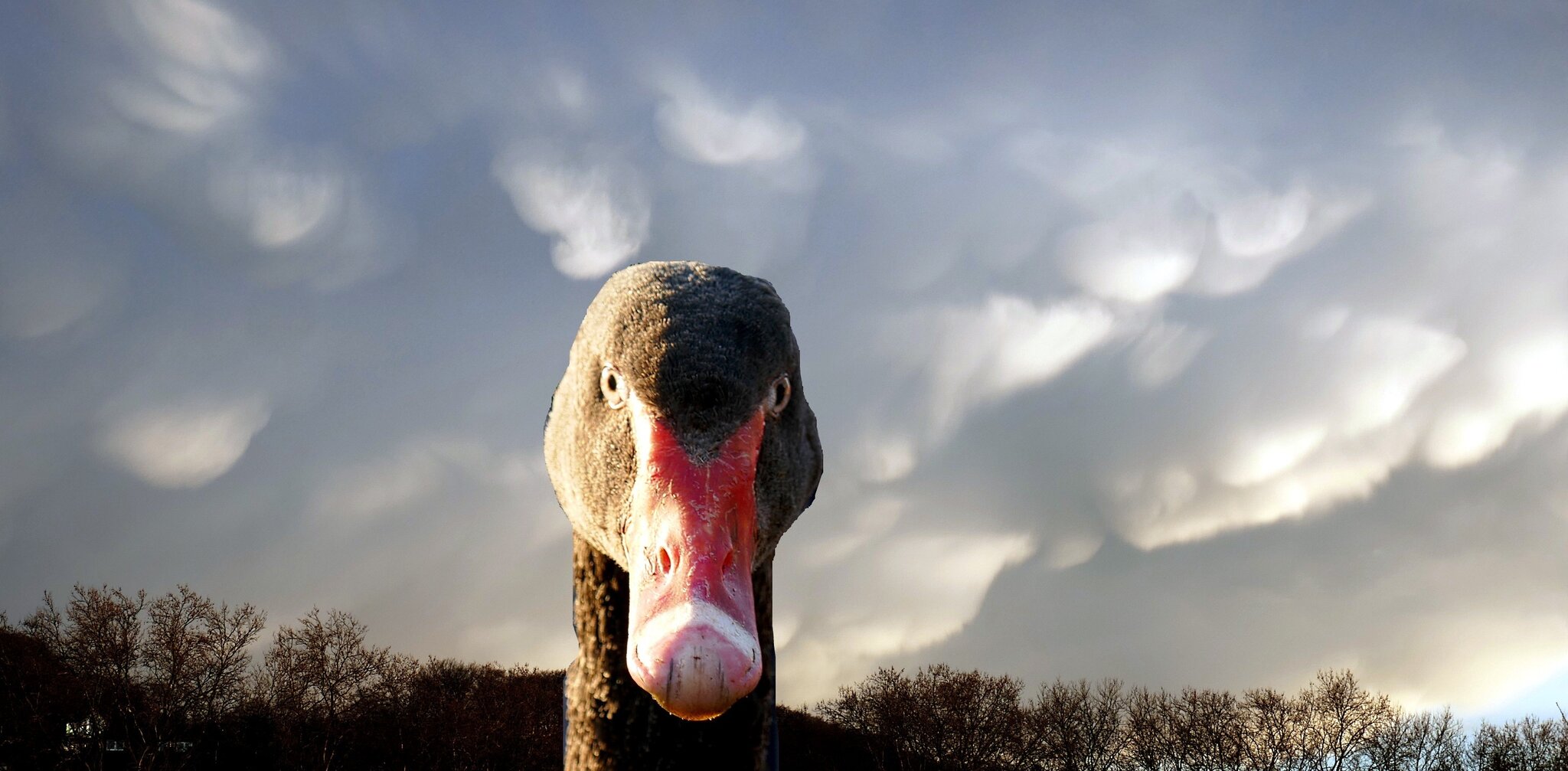 Erna, mach mal das Törchen zu, der Rabauke kommt wieder! - Essen