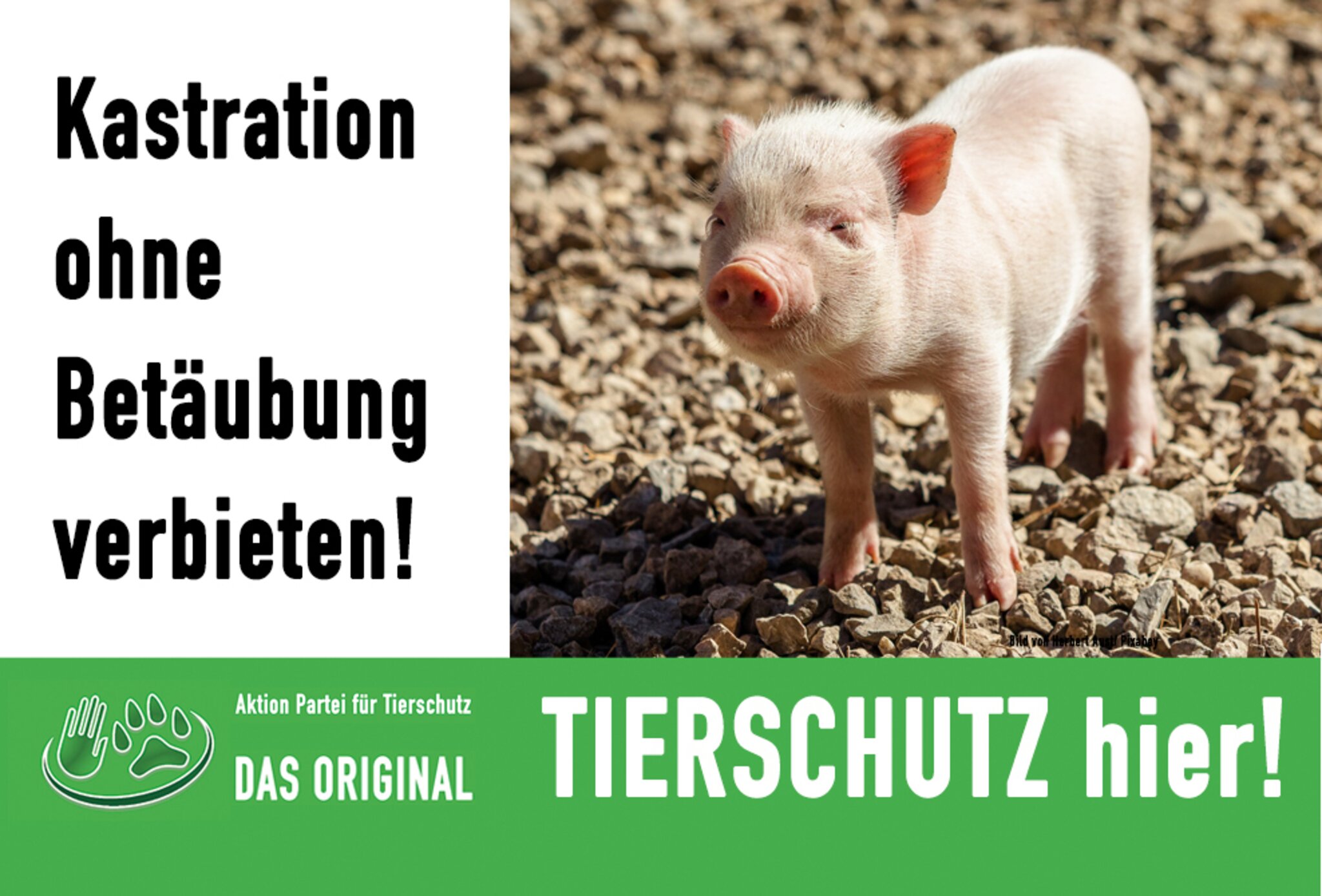 Kastration Ohne Betäubung Verbieten Tierschutz Hier Düsseldorf