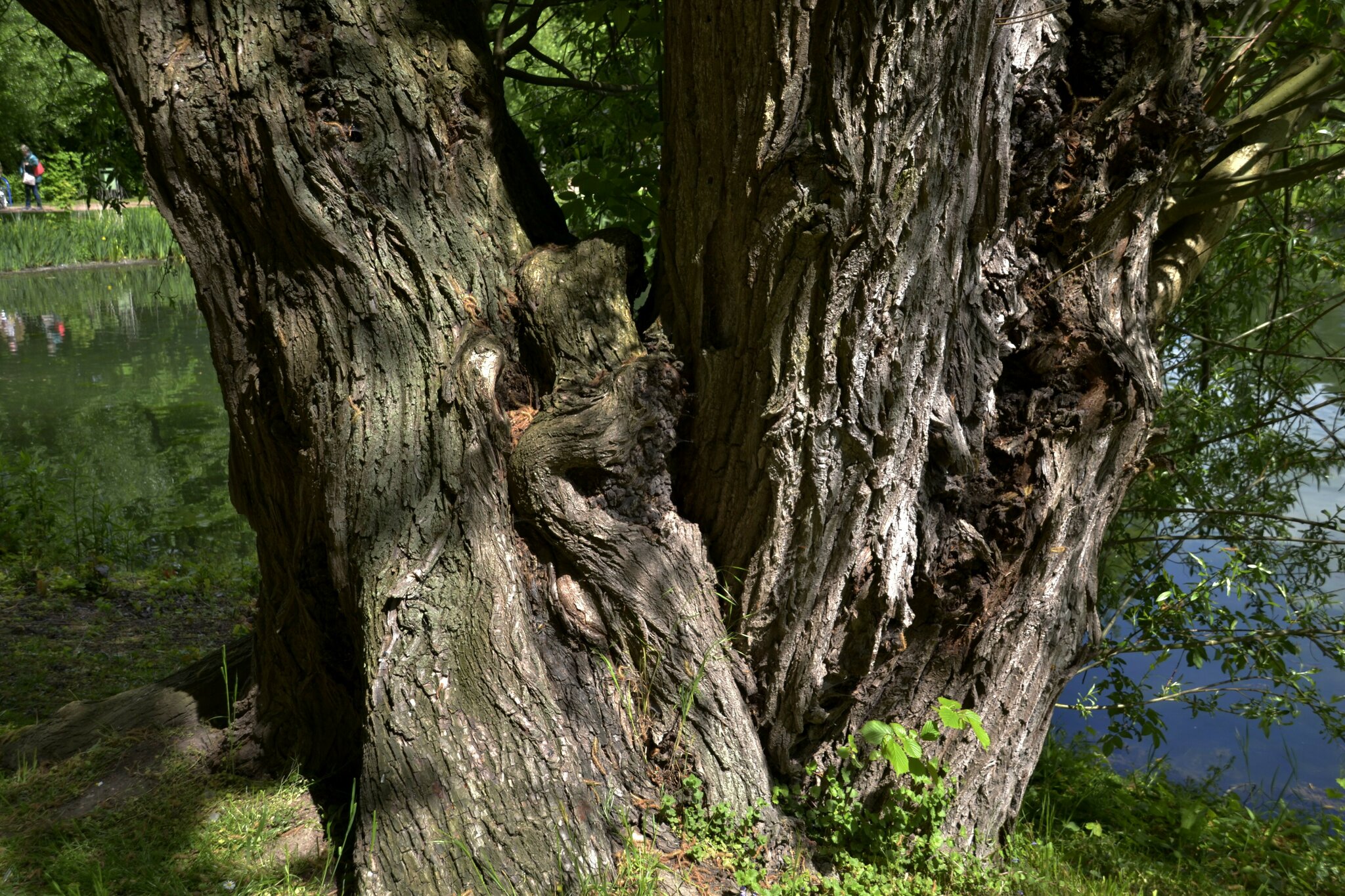 Baum Und Borke