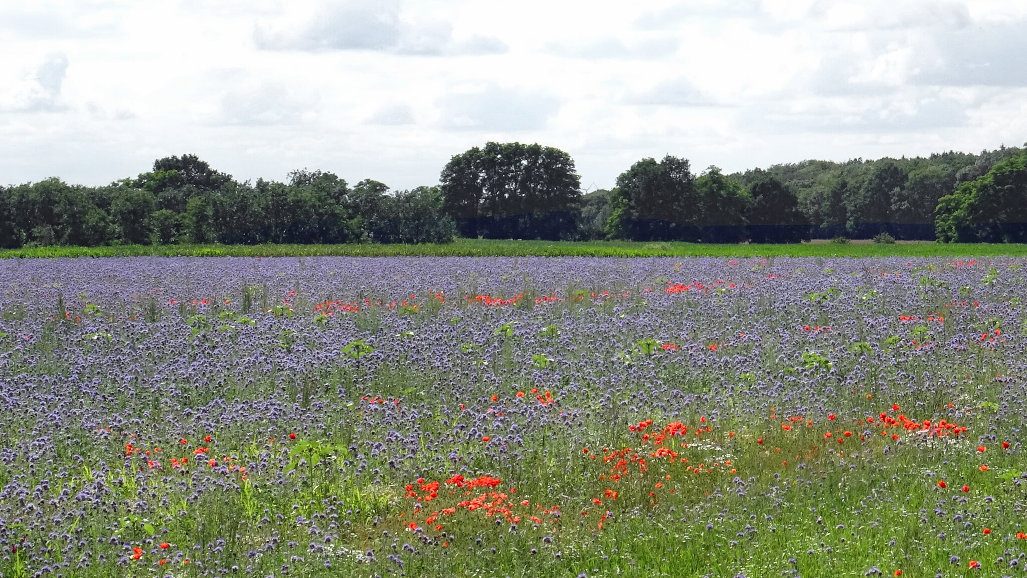 Nordwestmecklenburg in Rot-Grün-Violett: Blühacker bei Mallentin - Wismar