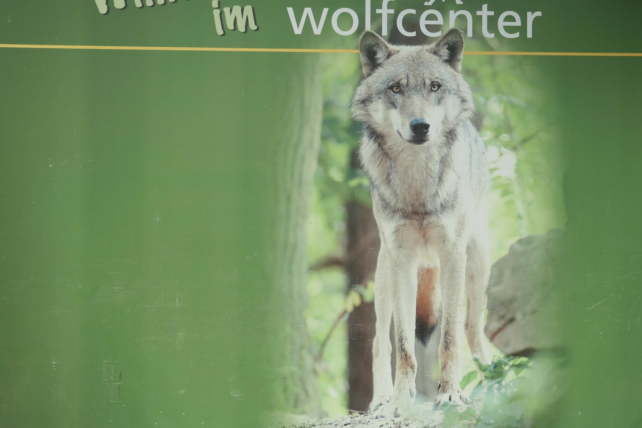 Wolfszentrum Dörverden, einen Blick wert - Laatzen