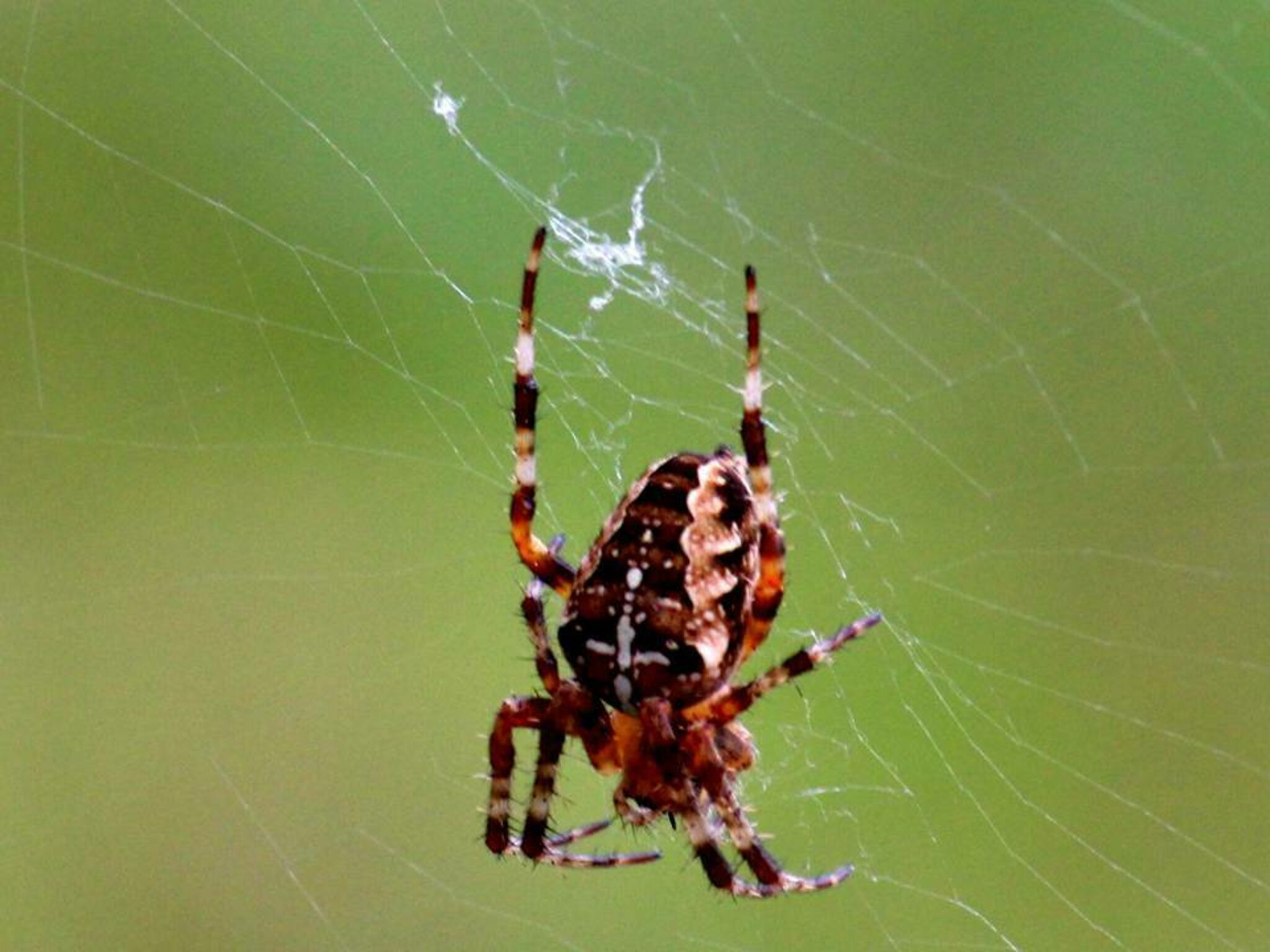 Was ist eigentlich Spinnenseide ? - Hattingen