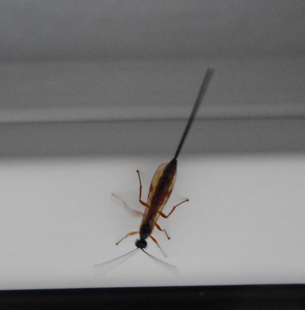 Unbekanntes Flug-Insekt mit Stachel - Korbach