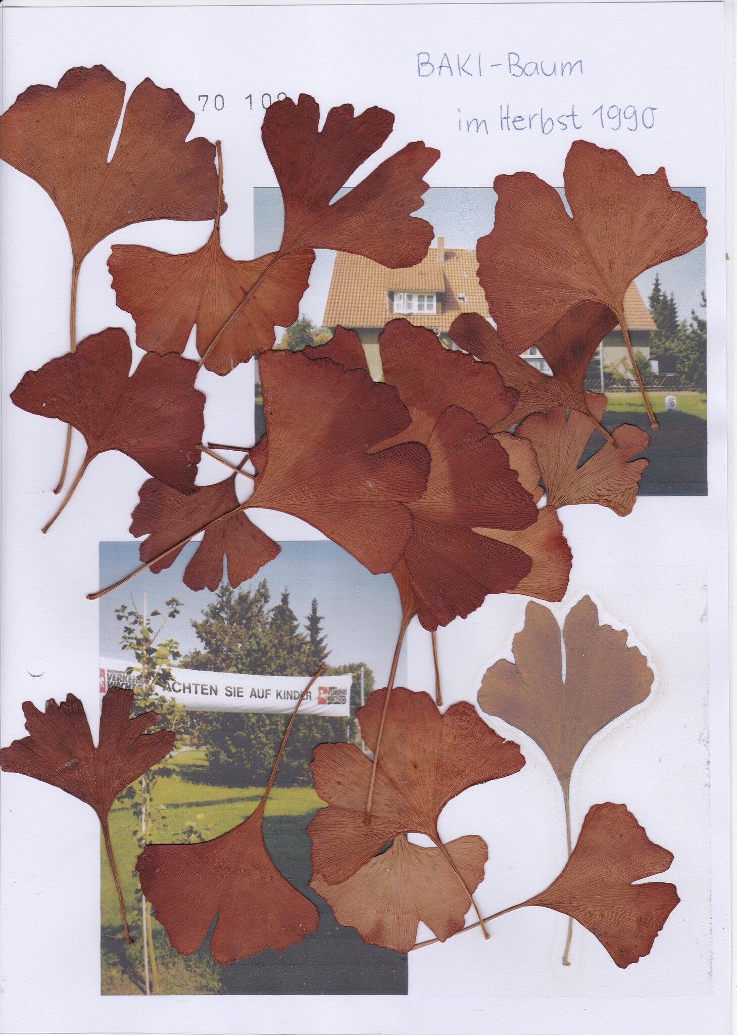 3. April 2020 (66. Freitag): BAKI-Baum-Blätter vom Herbst 1990 - Bremen