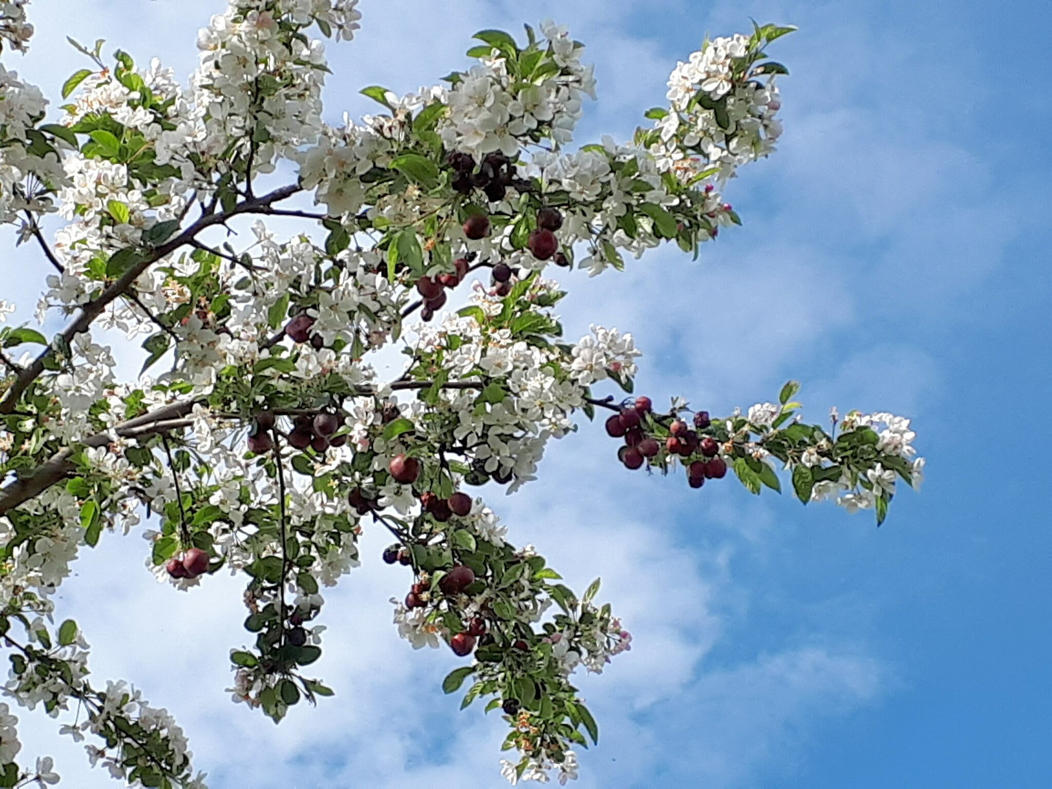 Japanischer Zierapfelbaum - Blüten und Früchte im April 2020 - Hamburg