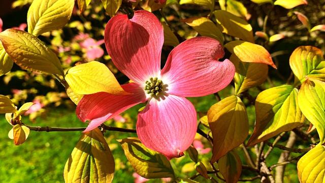 4. Mai 2020. Cornus florida 'Cherokee Sunset’. Amerikanischer Blumen ...