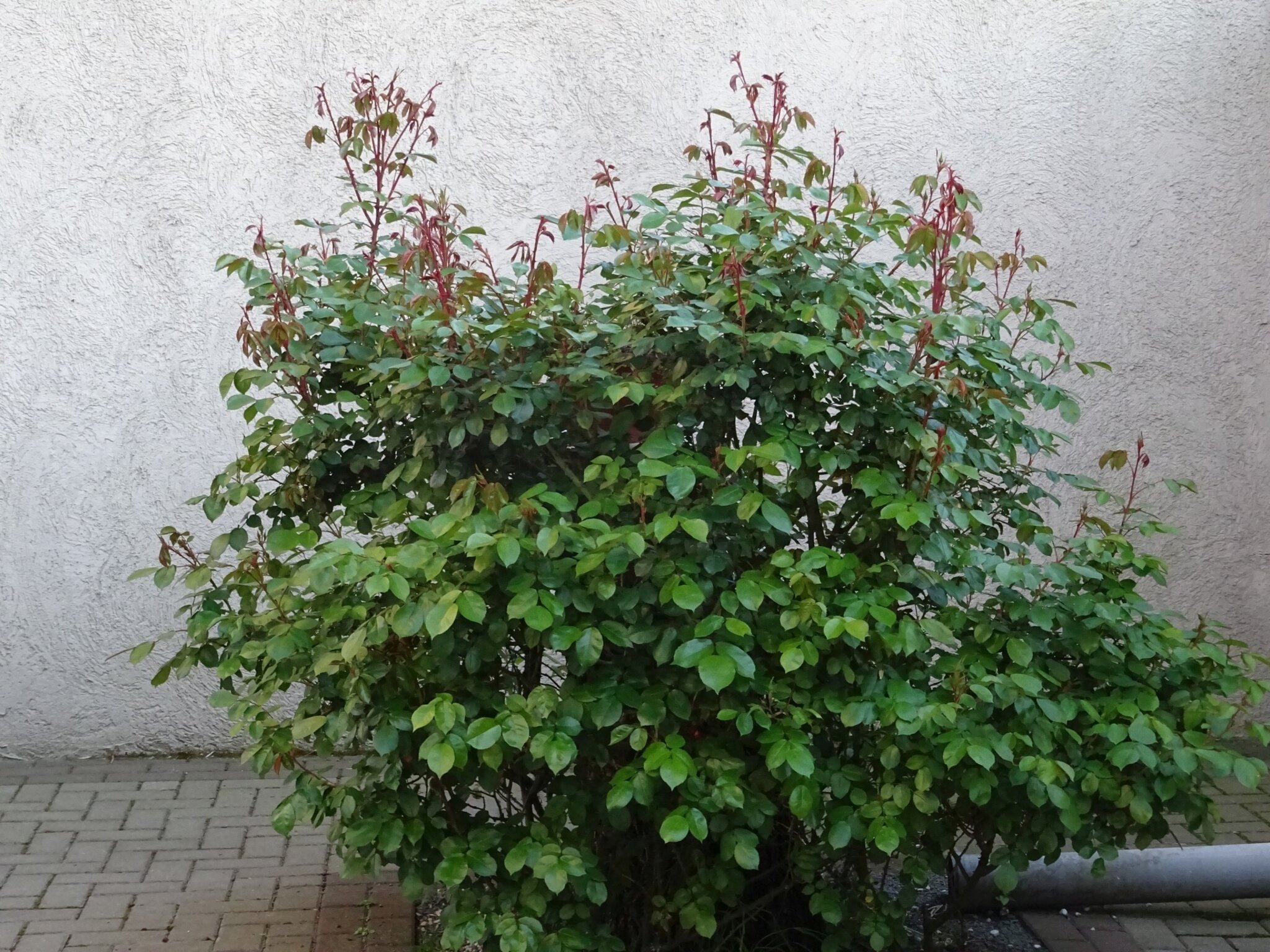 Vom Werden und Wachsen ! - Lutherstadt Wittenberg