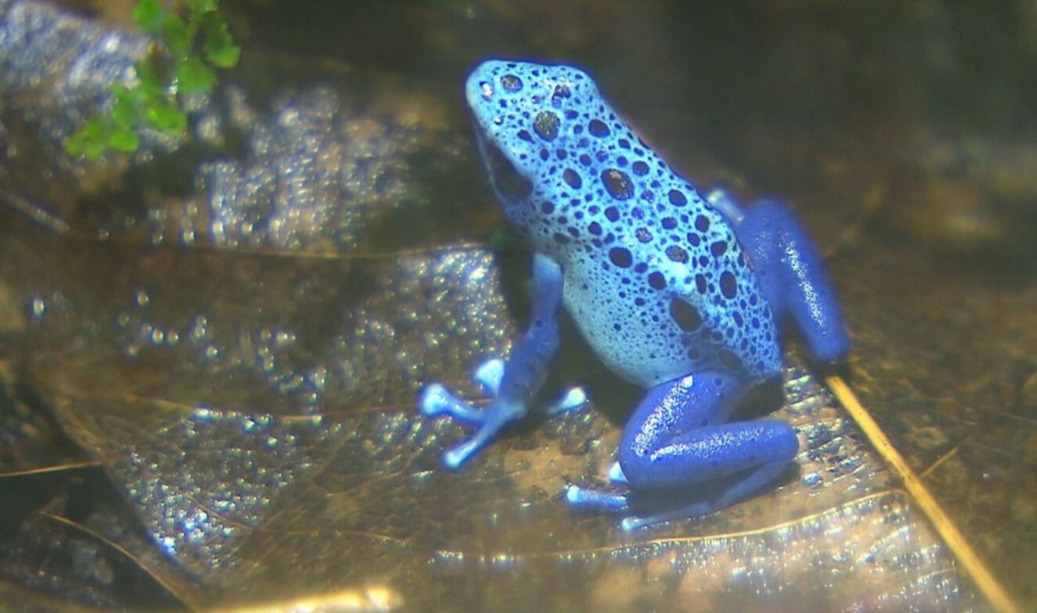 Ein Frosch und sein Futter. - Sehnde