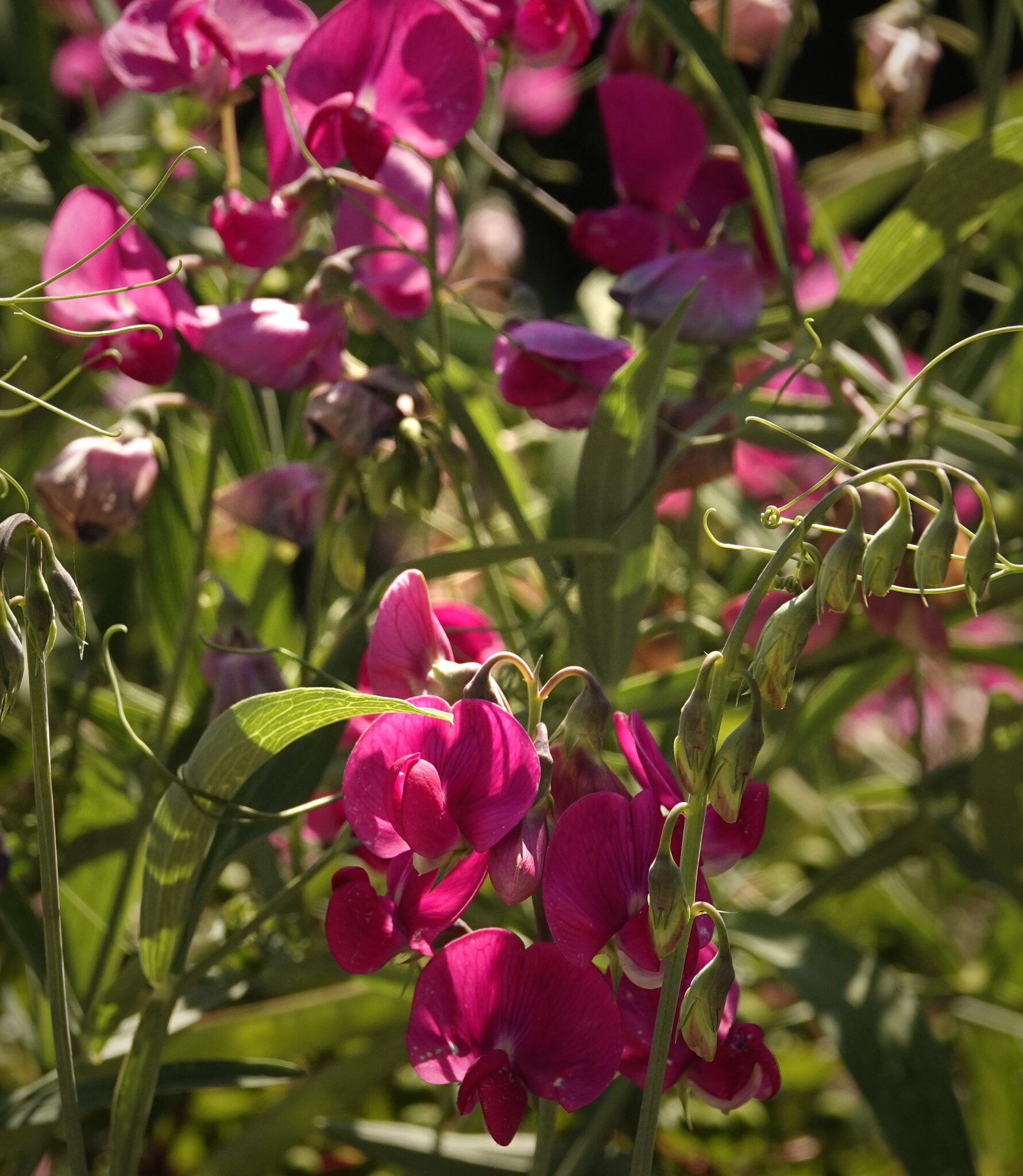 Die Duftwicke - zarte Blüte mit süßem Duft - Schwabmünchen