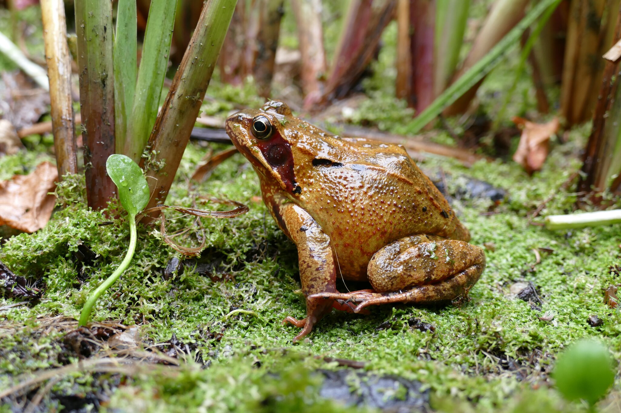 Ein Frosch im Gartenteich. - Hohenahr