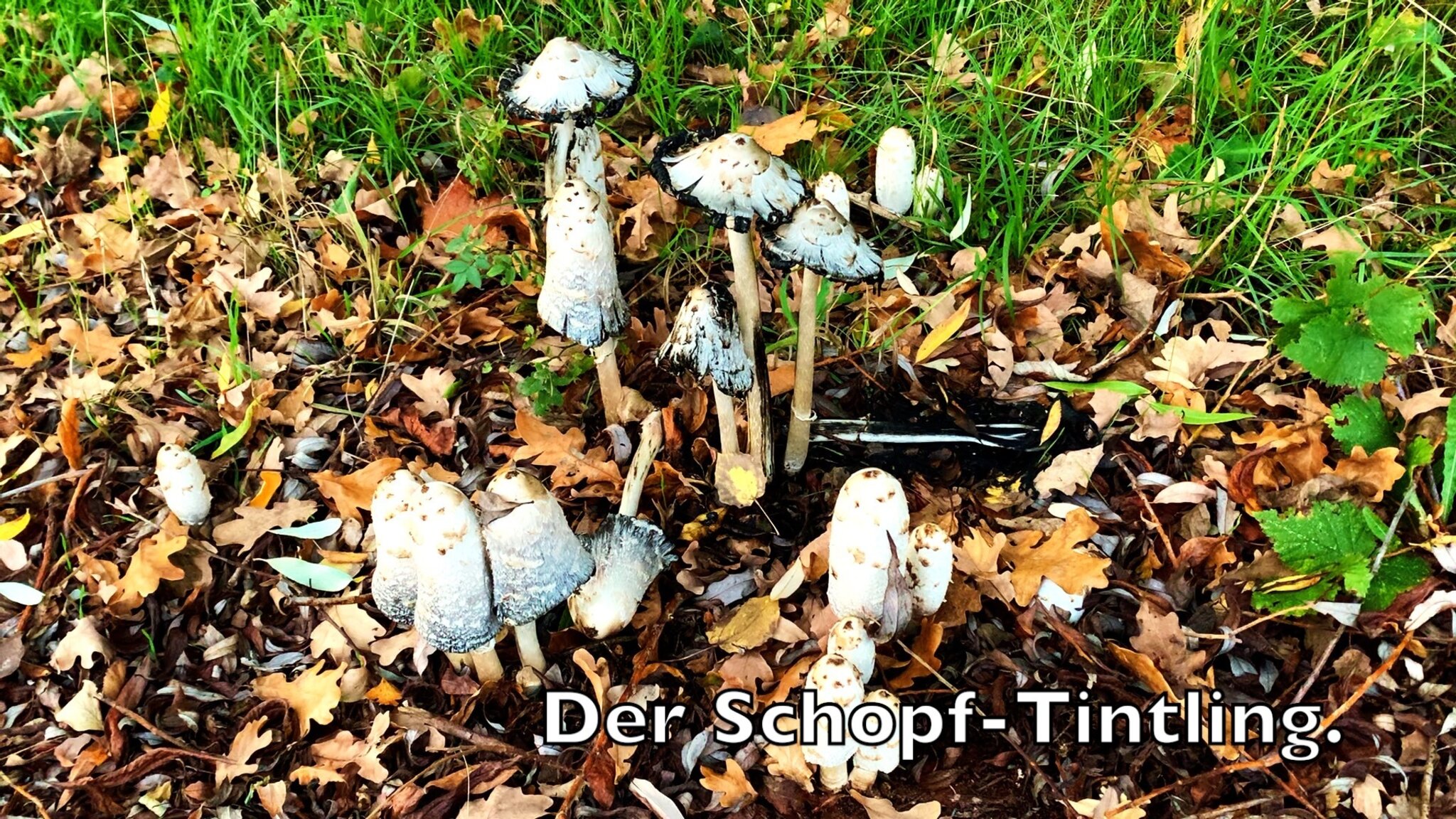 5. November 2020. Pilze. Der Schopf-Tintling. Bleibt gesund! - Hannover ...