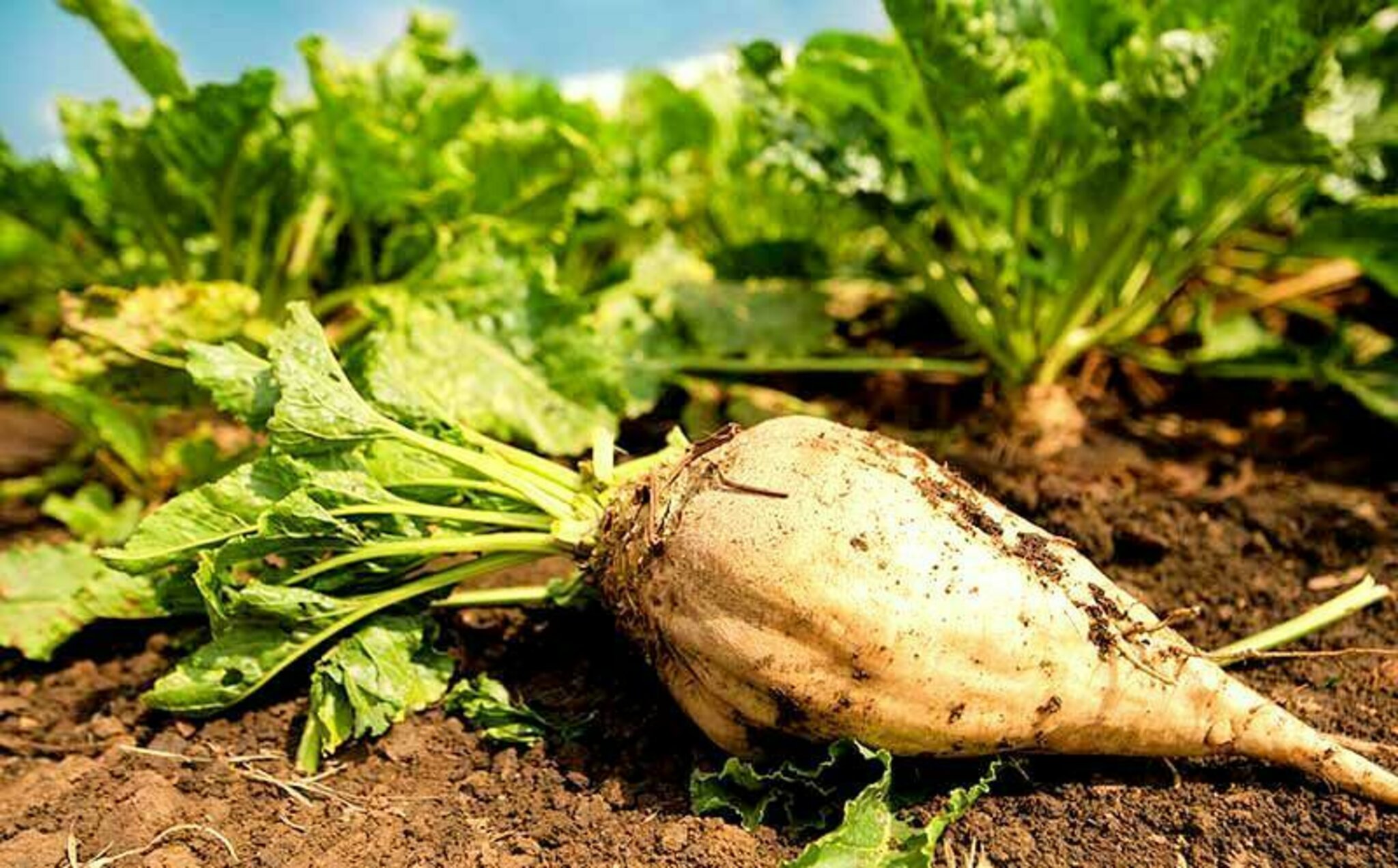 Steckbrief der Zuckerrübe - Sehnde