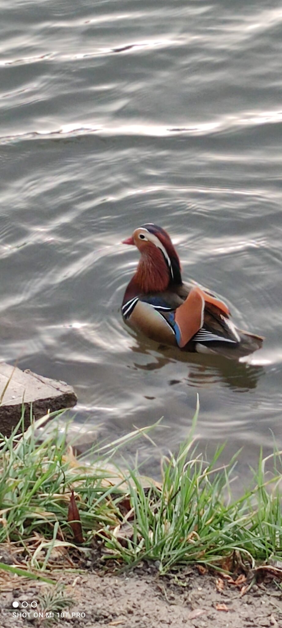 Eine Enten-/Erpel-Beziehung... - Bad Kösen