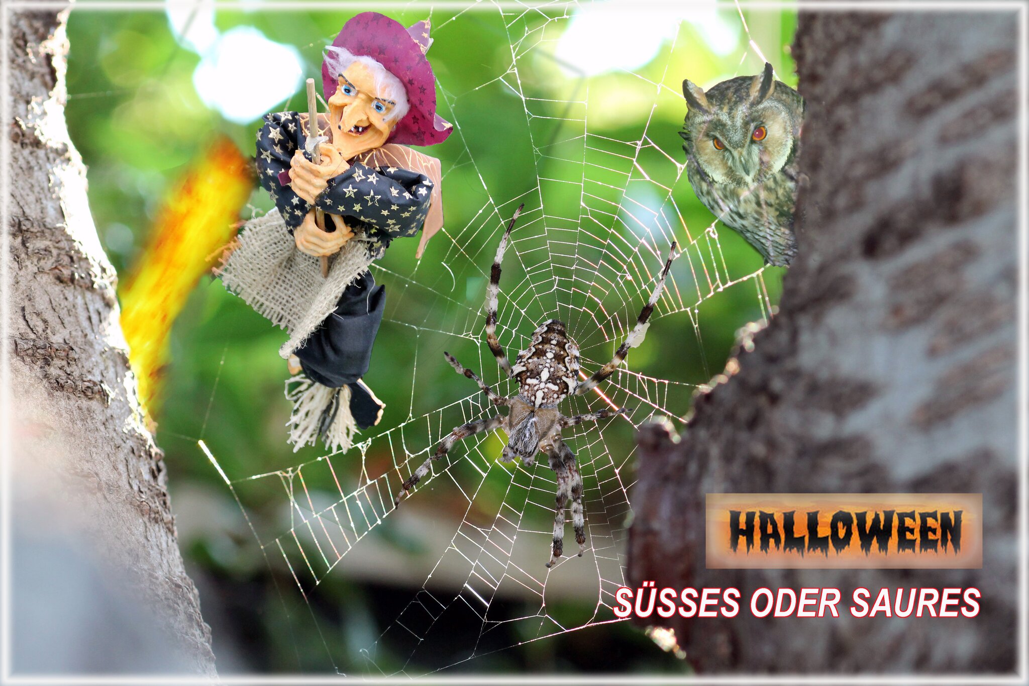 HEUTE - Halloween "Süßes oder Saures". - Erfurt