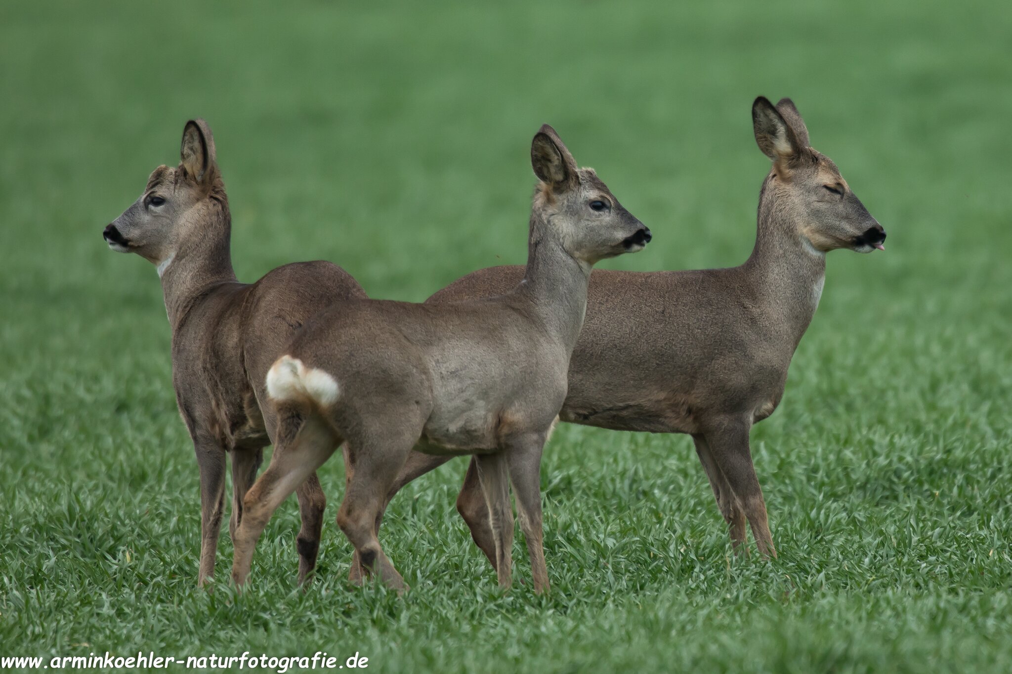 Ein Sprung Rehe sucht auf einem Acker Nahrung - Rauschenberg