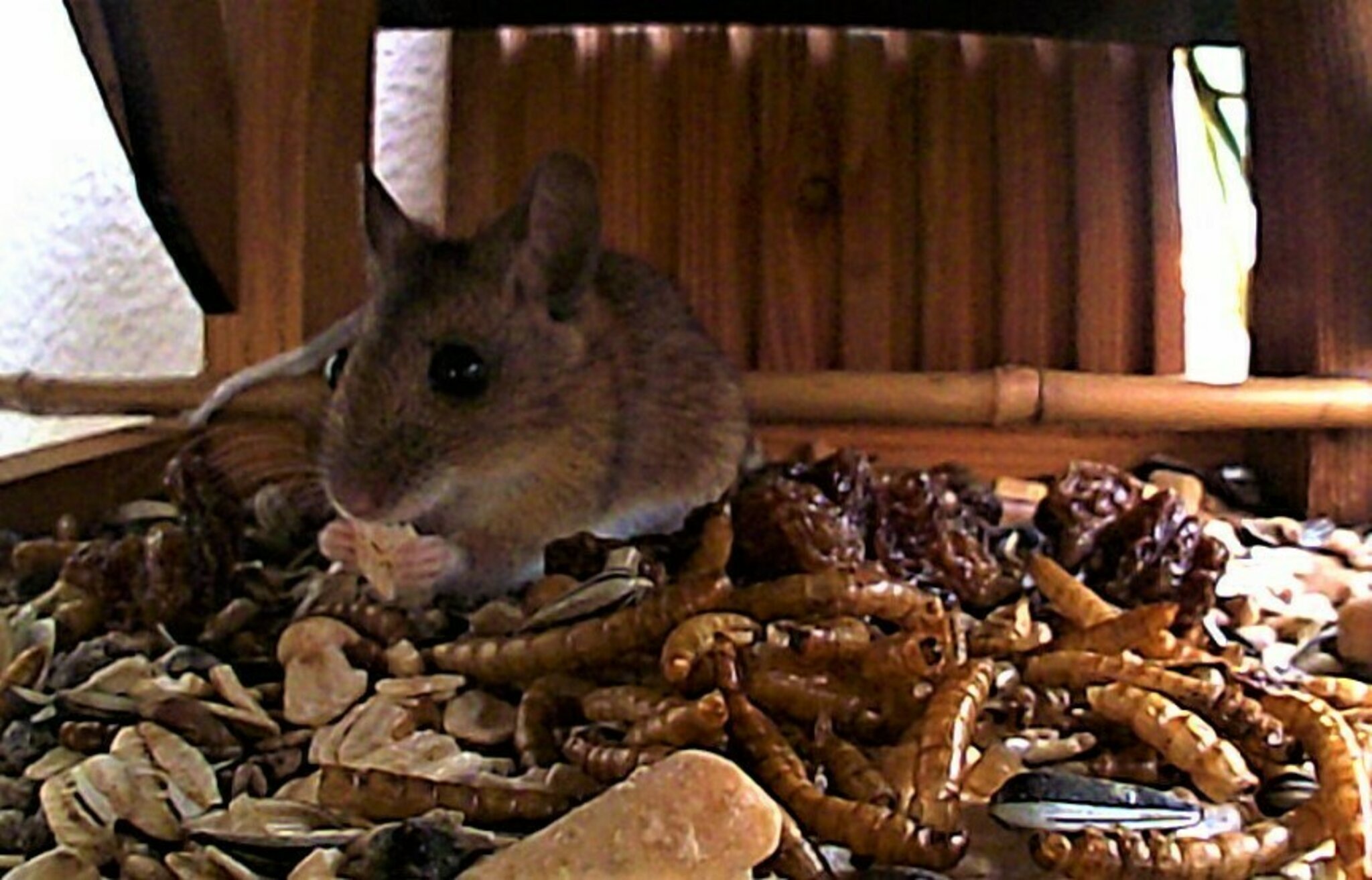 Das Mäuschen im Häuschen - Laatzen