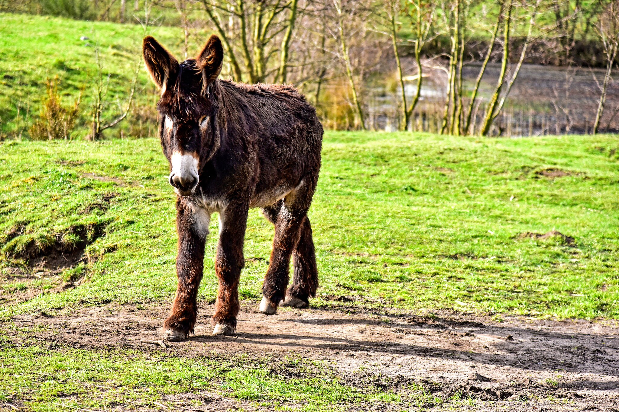 Poitou-Esel in der Steveraue - Gelsenkirchen