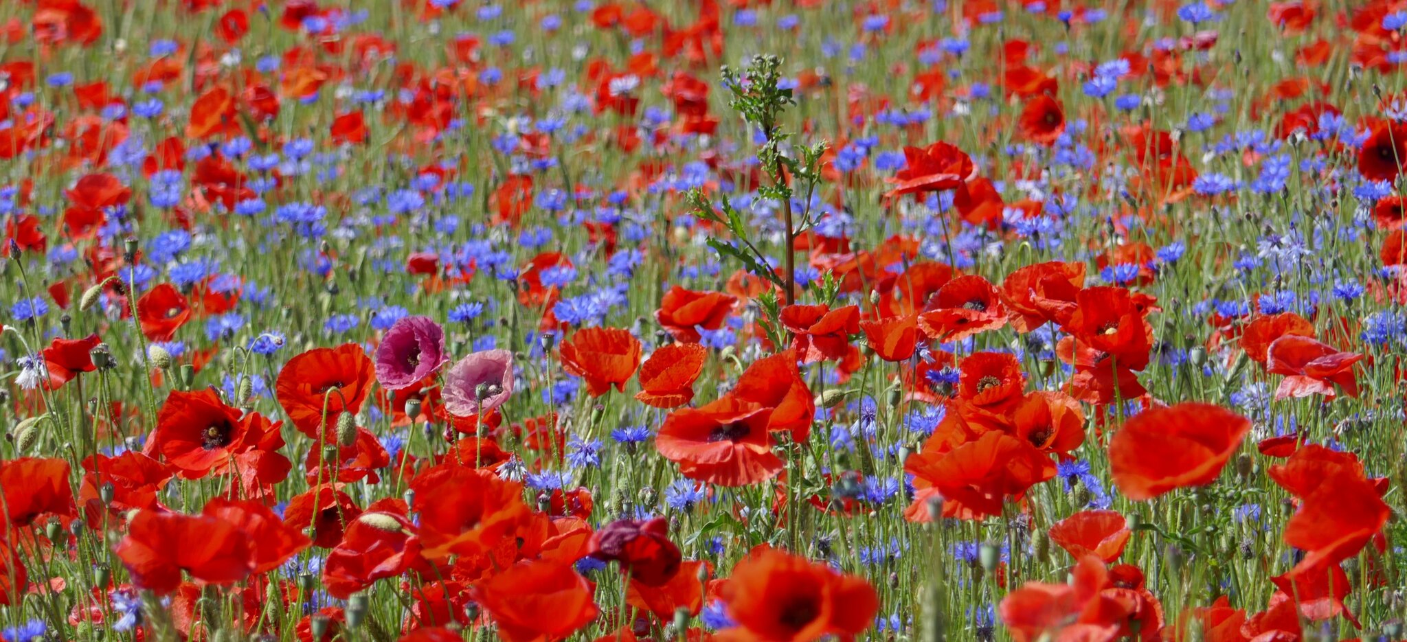 Der Mohn blüht - Essen