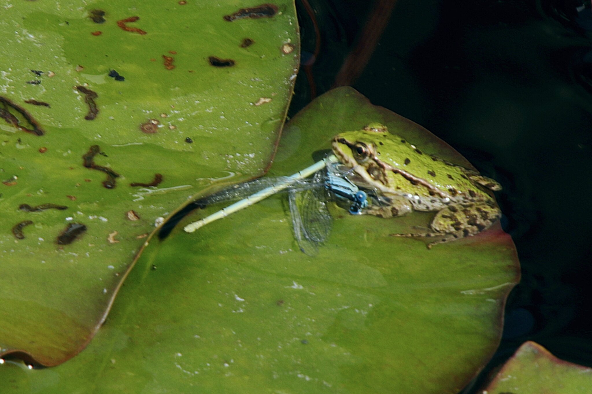 Kleiner Frosch, was nun? - Bochum