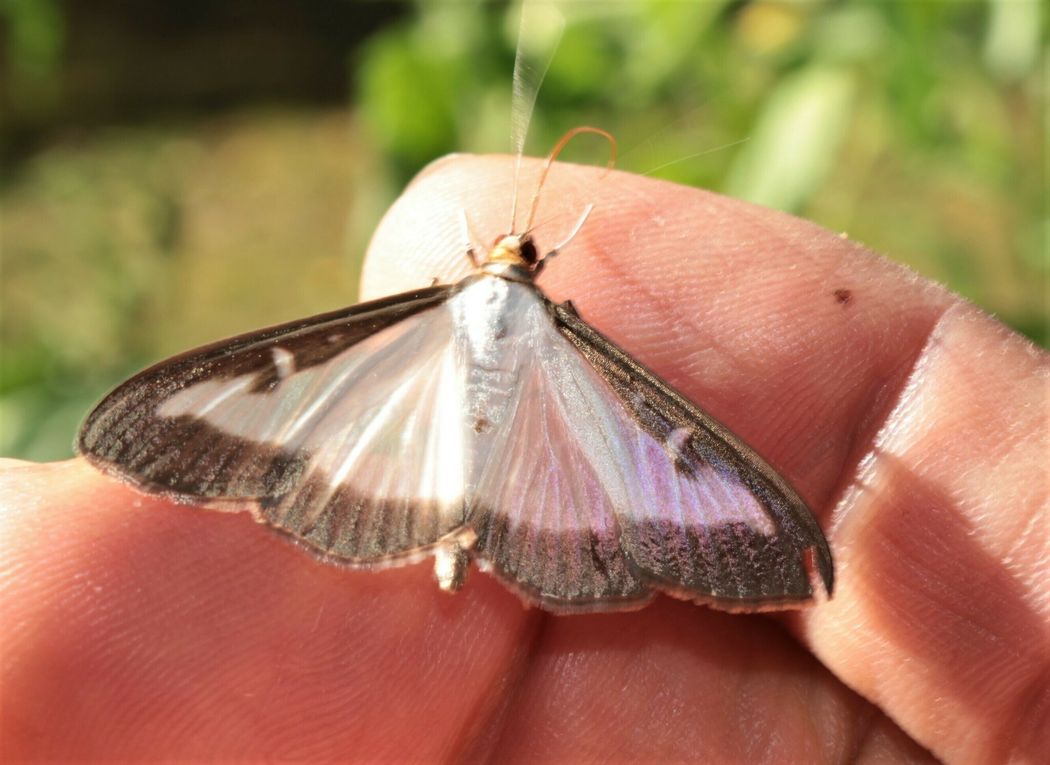Der Buchsbaumzünsler (Cydalima perspectalis) - Donauwörth