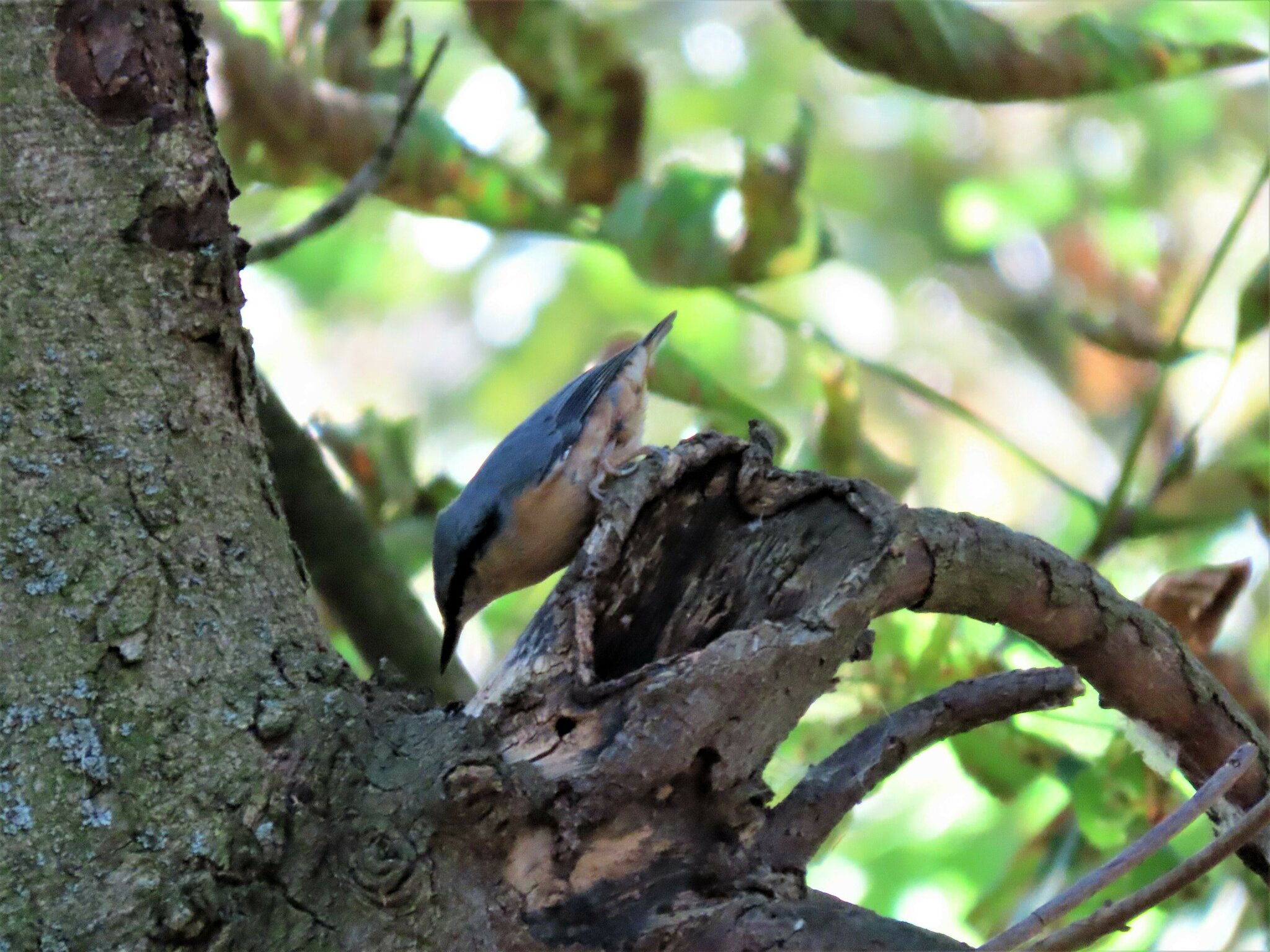 Der Kleiber - Laatzen