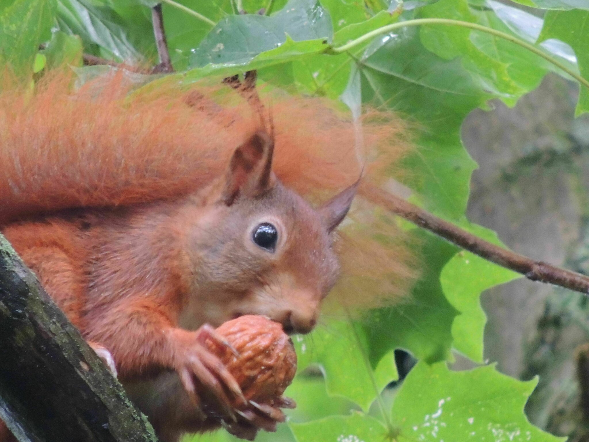 Mühsam ernährt sich das Eichhörnchen - Hannover-Südstadt