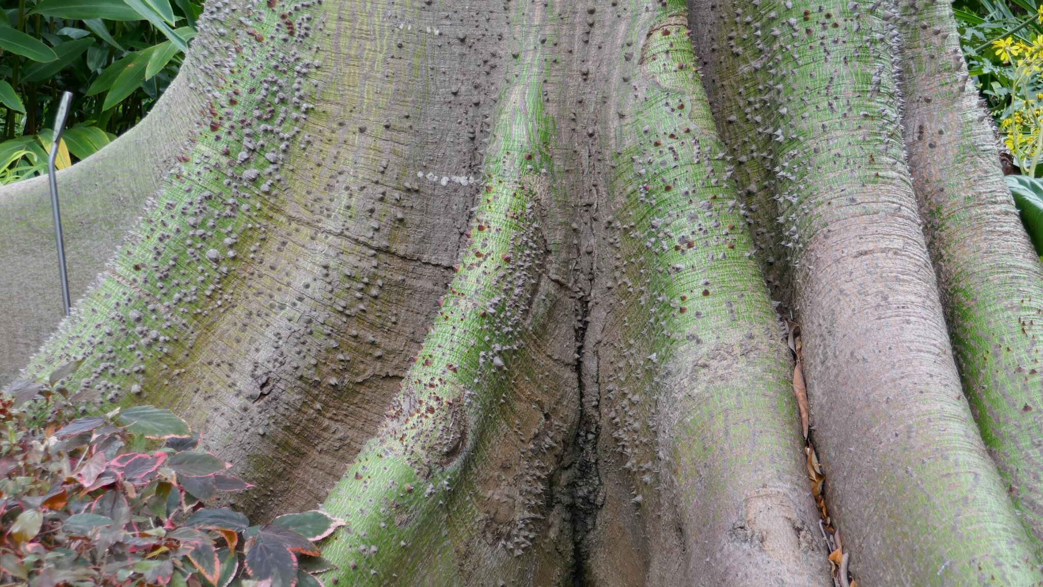 Ein Riese, der eine Höhe von 75 m erreichen kann! - Essen