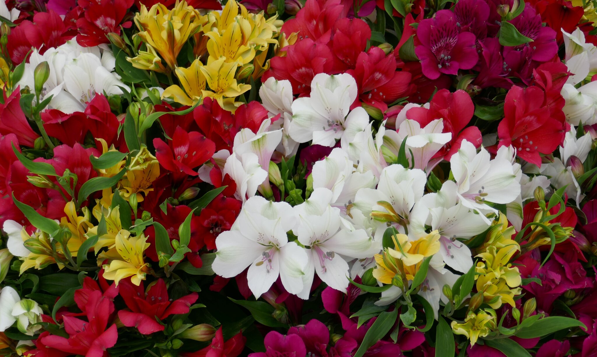 Inkalilien - München