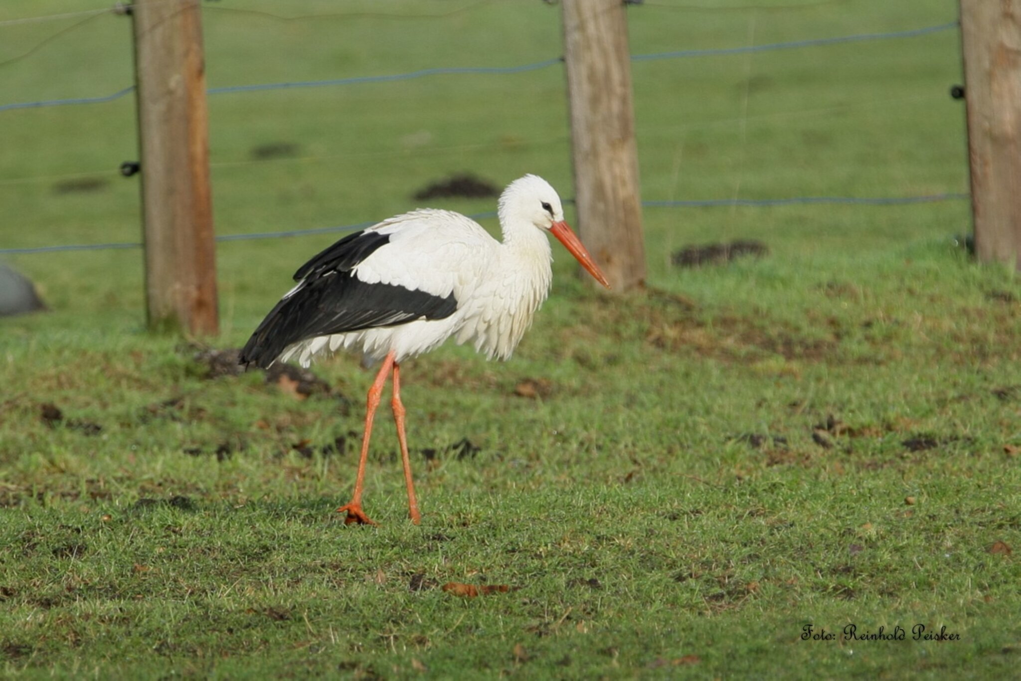 Naturfotografie: Der erste Storch im Burgdorfer Umland (Steinwedel ...