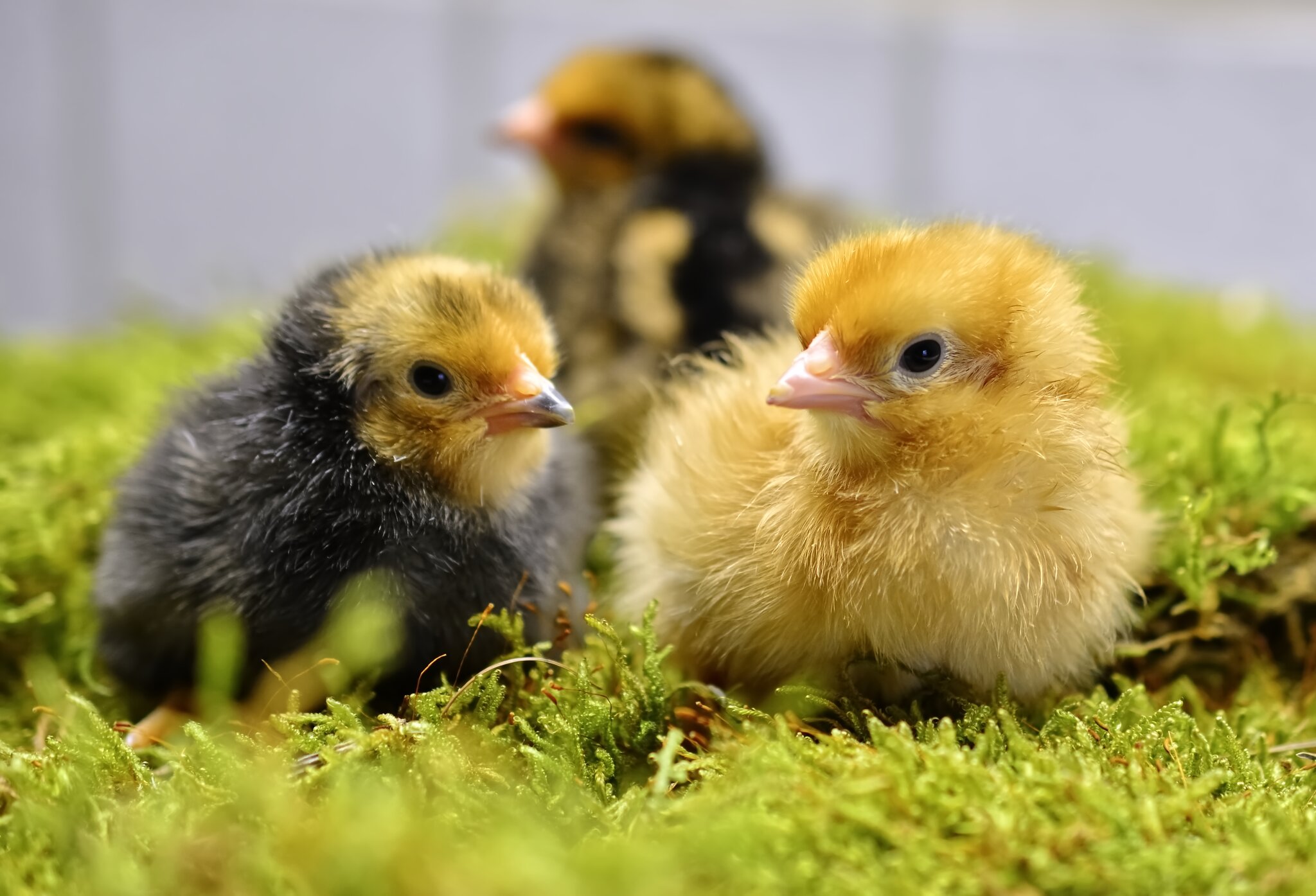 Immer wieder ein Wunder: Wie aus dem Ei gepellt - Küken schlüpfen ...