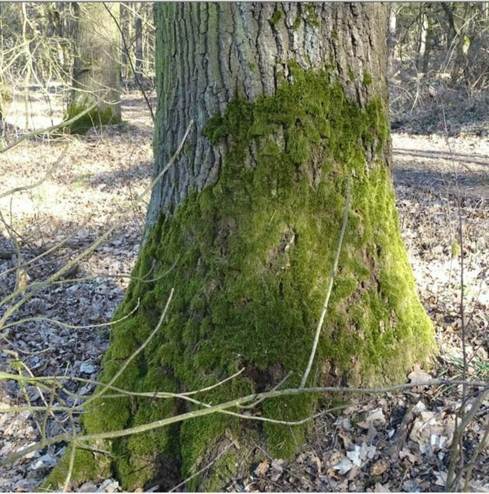 Überall: Überall kan man Moos finden ! - Lutherstadt Wittenberg