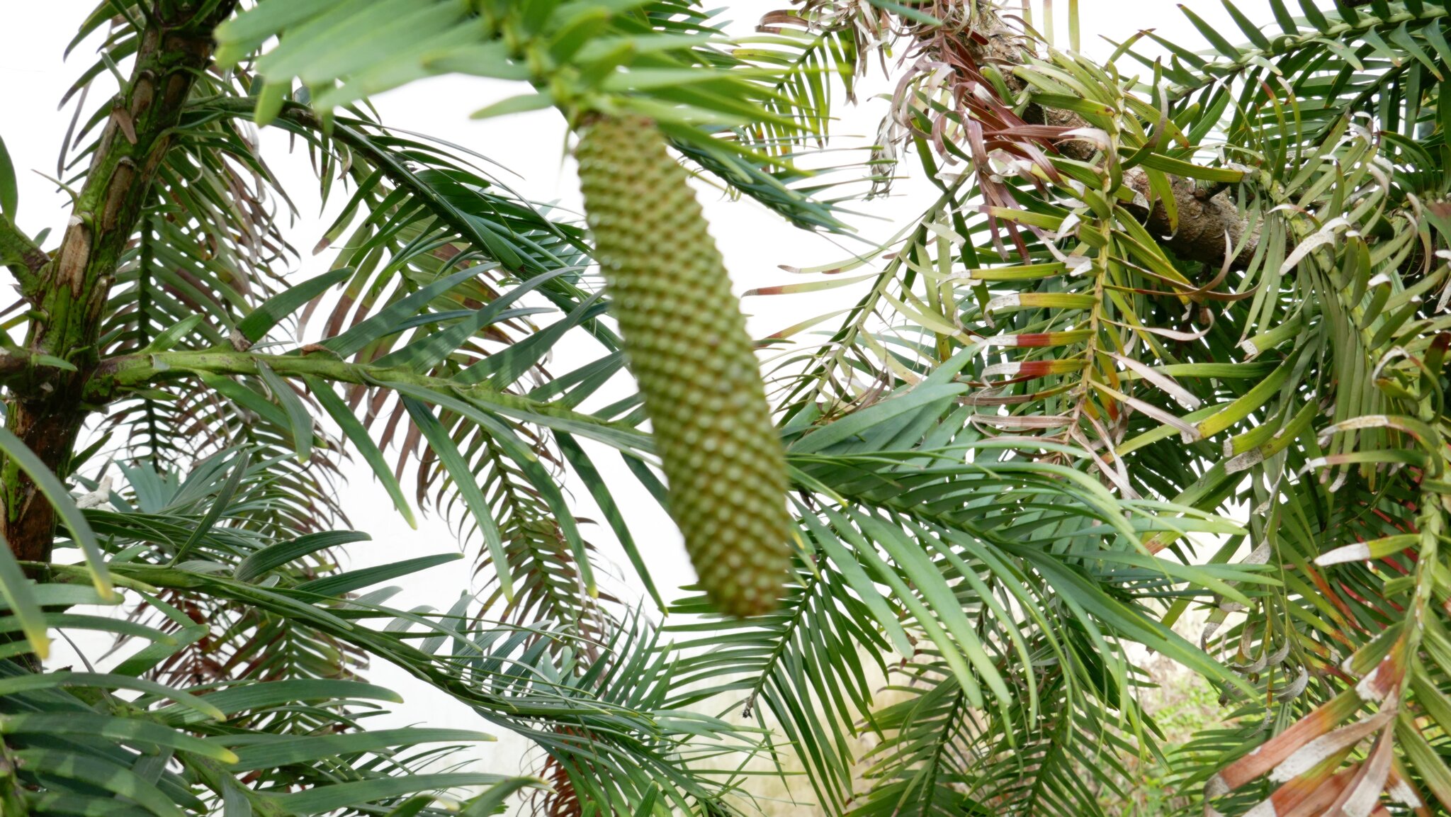Natur: Die Wollemi-Pine, der Urzeit-Baum im Grugapark - Essen