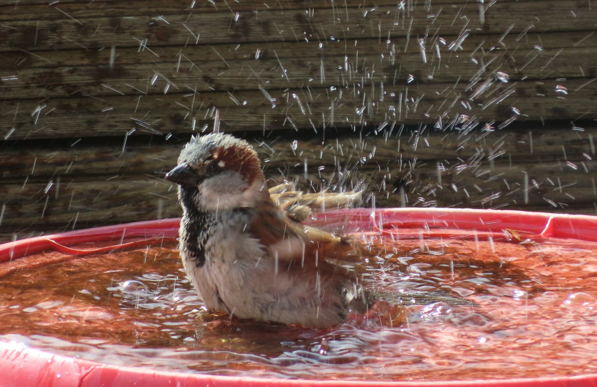 badender Spatz: Ein Bad im Sonnenschein macht Spaß, ... - Korbach