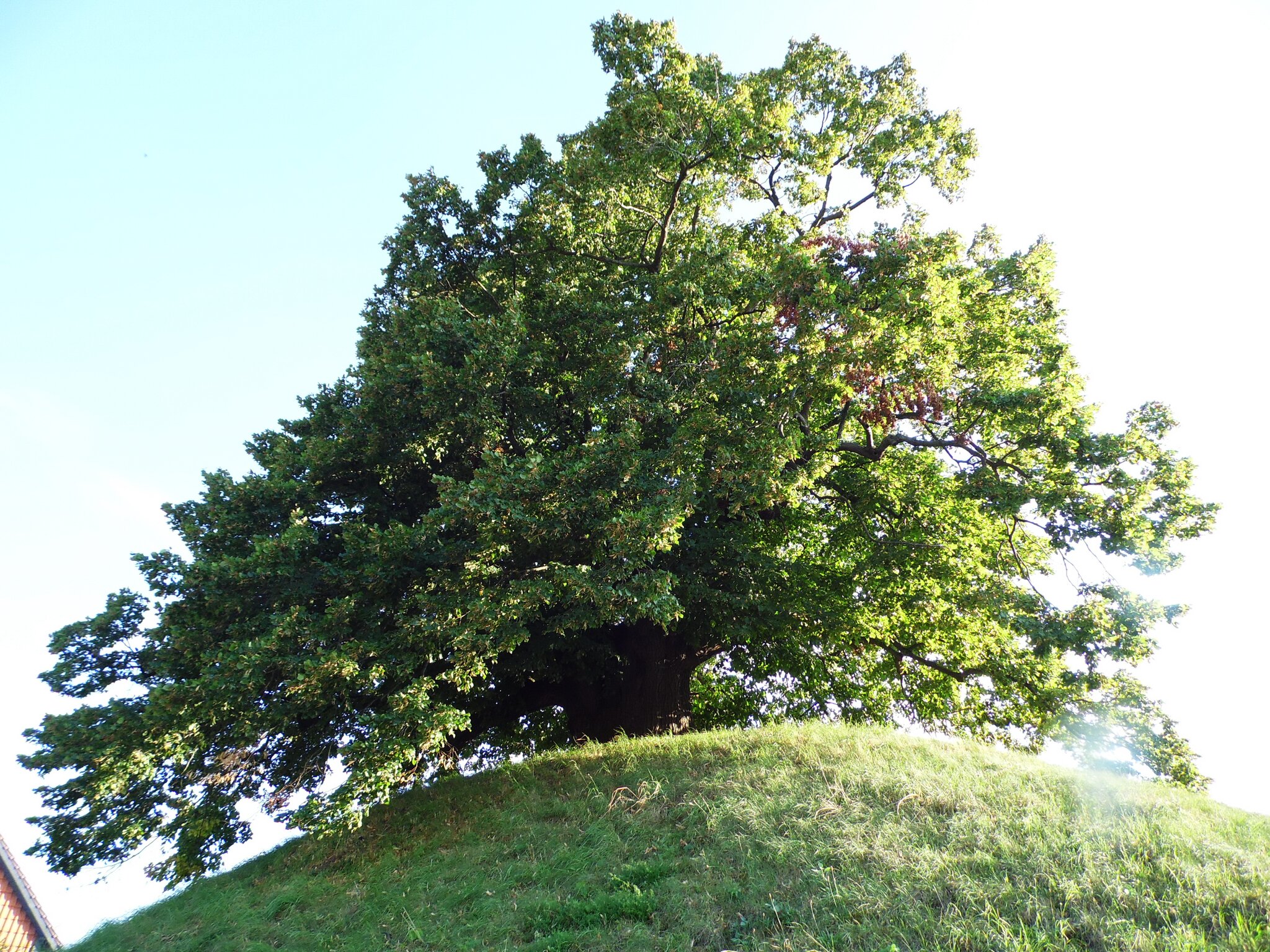 Hügelgrab: Der Tumulus von Evessen und der Dom zu Königslutter ...