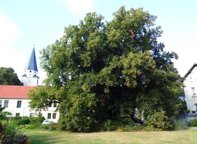 Hügelgrab: Der Tumulus von Evessen und der Dom zu Königslutter ...
