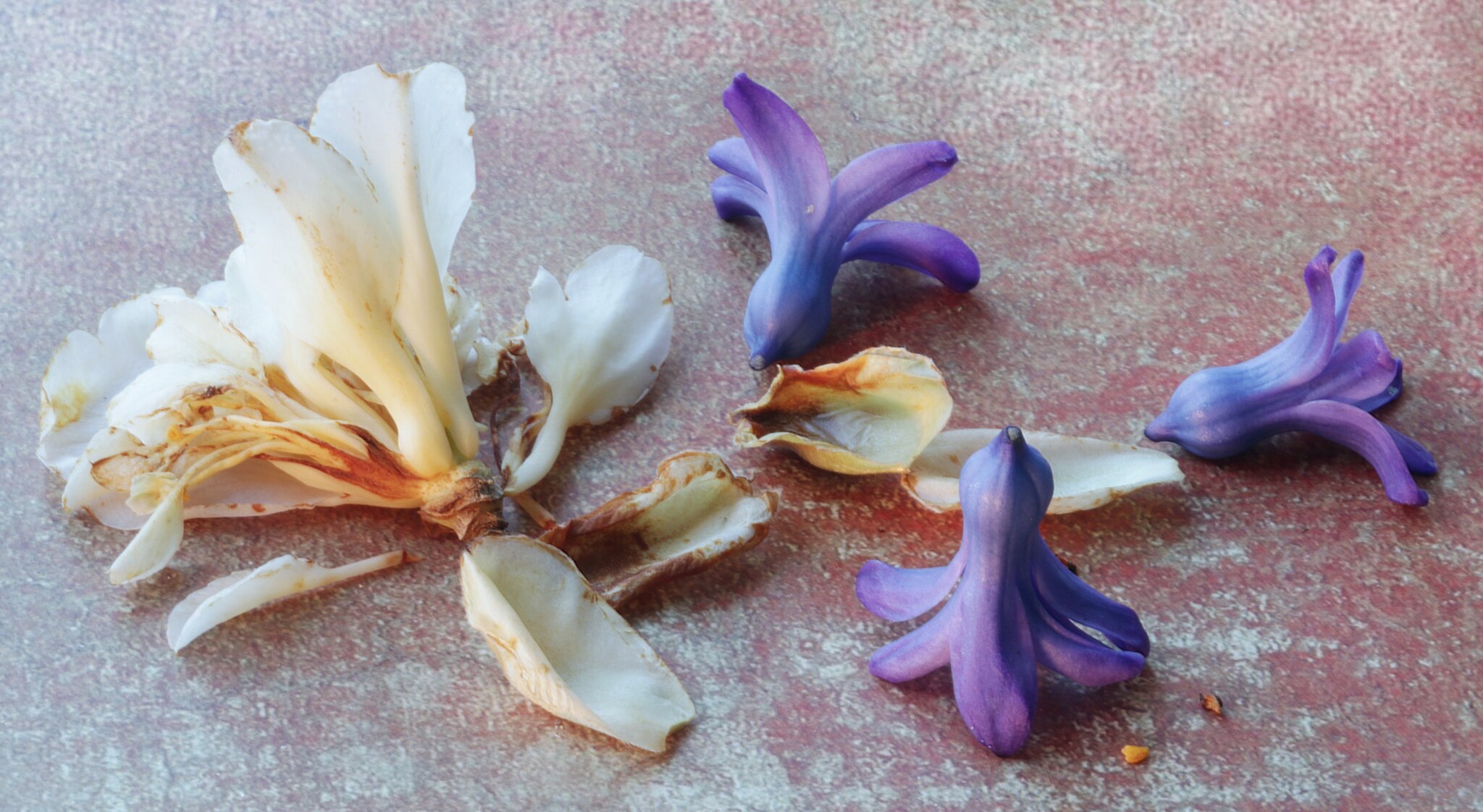 A p h o r i s m u s: "Der Humor nimmt die Welt hin, wie sie ist, sucht ...