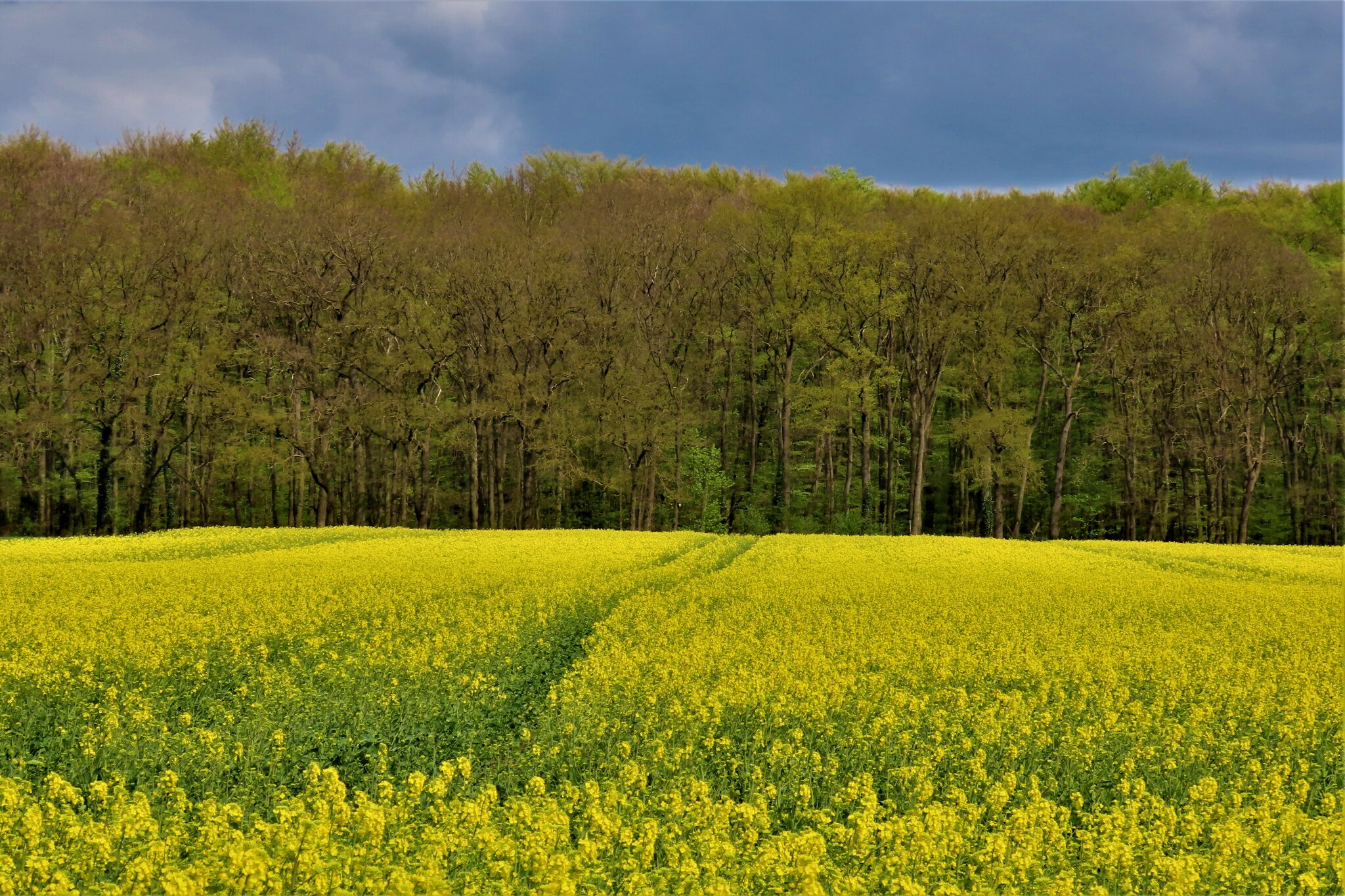 Raps: Gelb leuchten die Felder - Laatzen