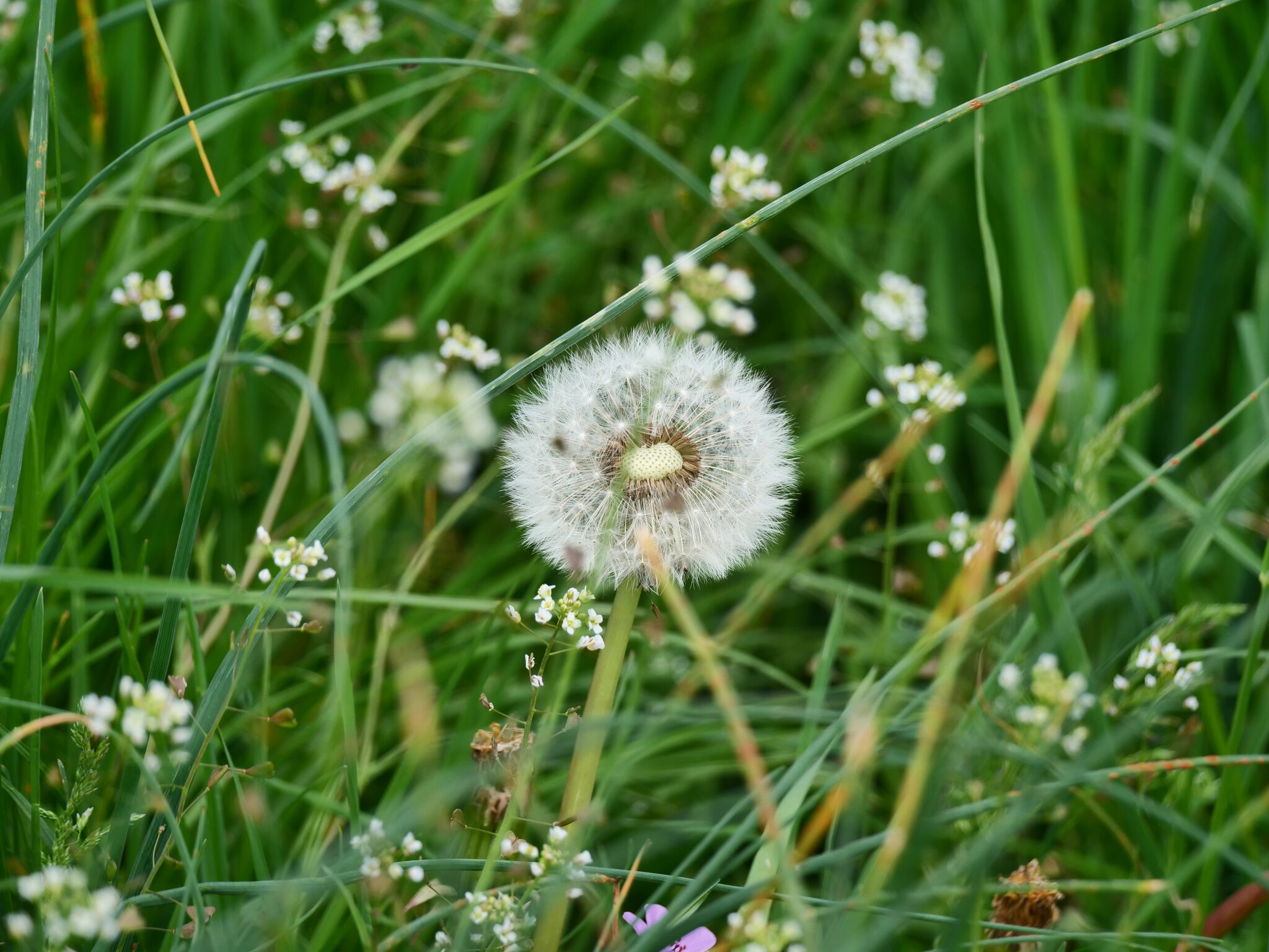 Pusteblume: Pusteblume - Spielereien mit der Fokussierung - Duisburg
