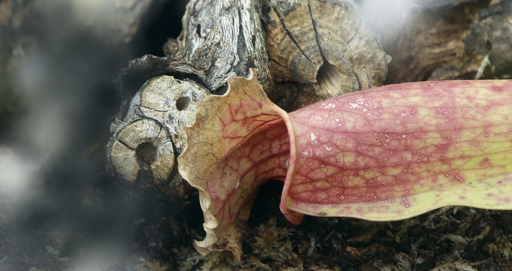 P f l a n z e n r a r i t ä t: Die 'Schlauchpflanze' (Sarracenia) liebt ...