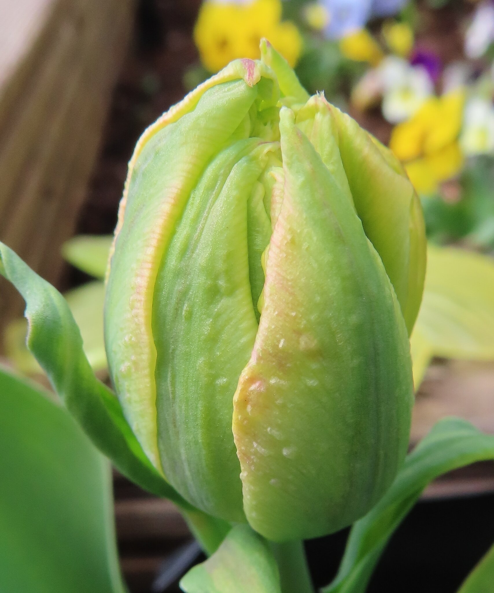 orange Tulpe: Von der Knospe bis zur vollständigen Blüte (1) ... - Korbach