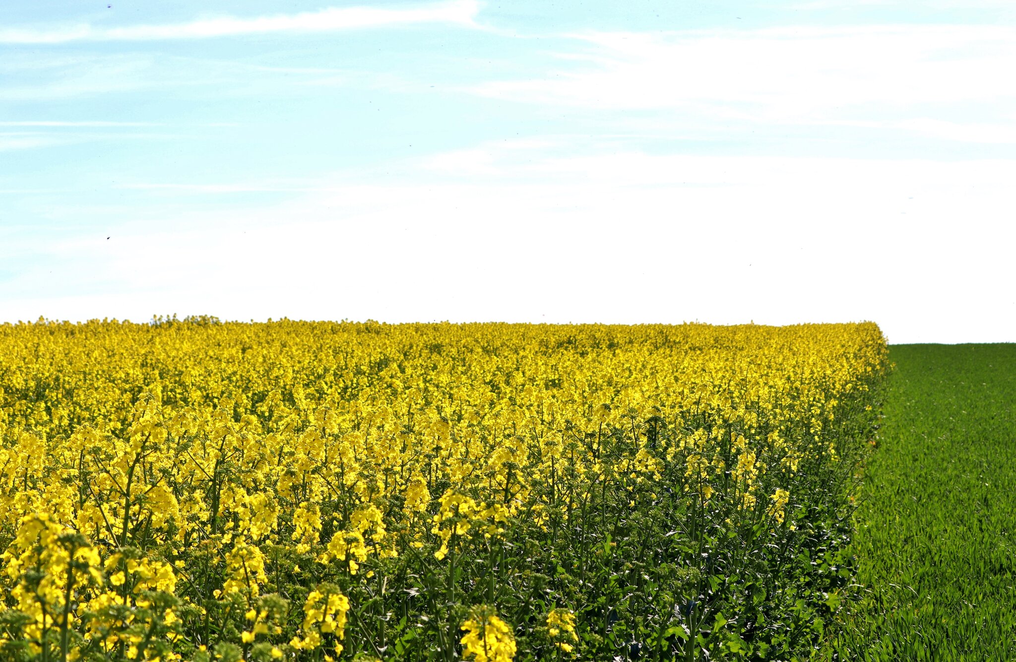 Der Raps blüht: Der Raps blüht - Chemnitz