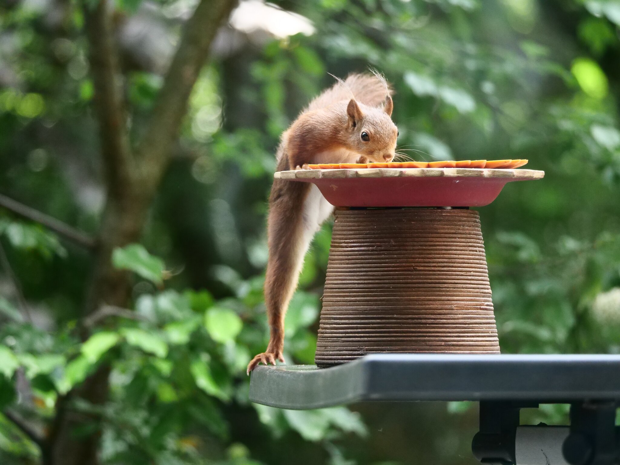 Eichhörnchen: Boah, da muß ich mich aber langmachen... - Duisburg