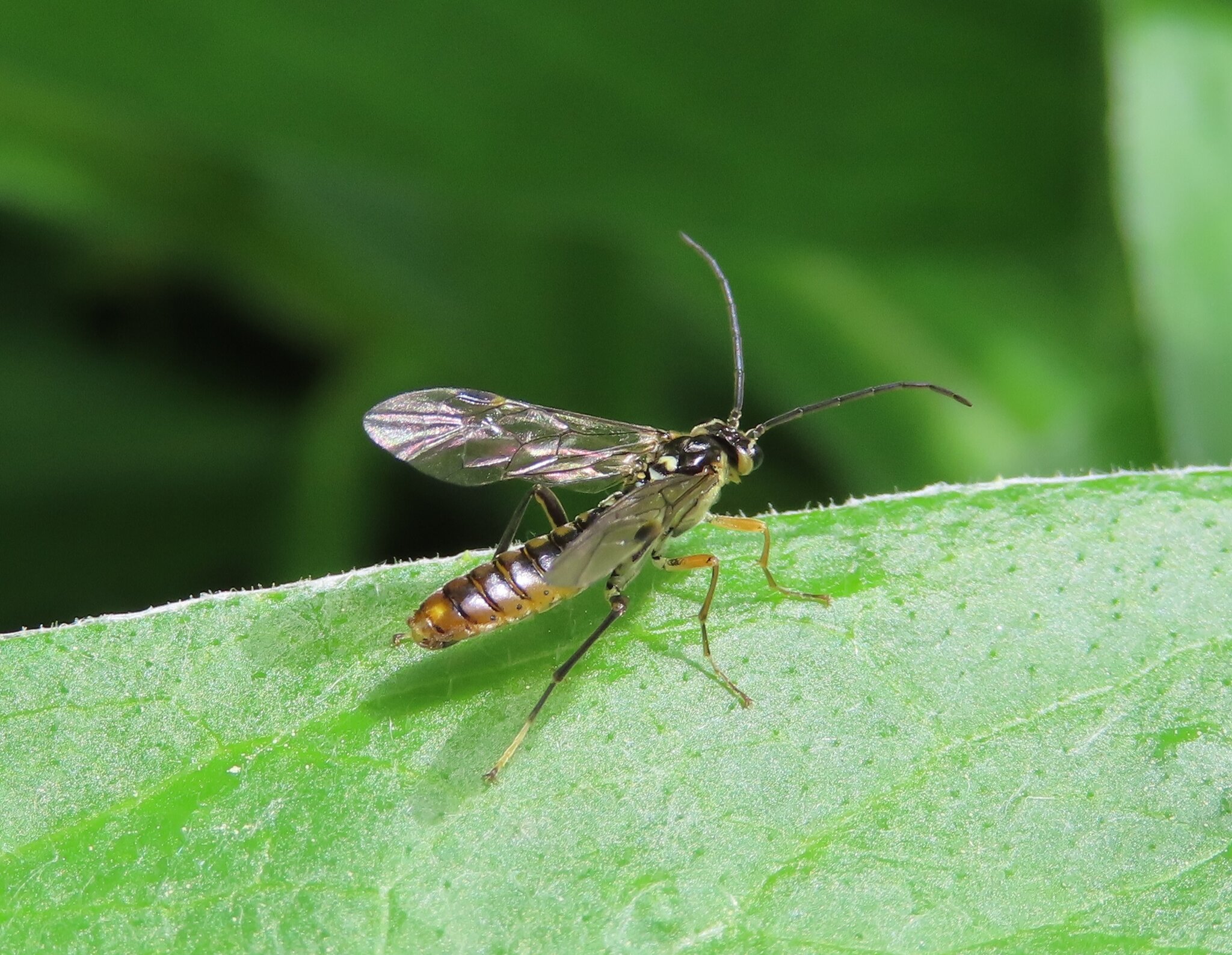 unbekanntes Insekt: Bitte um Bestimmungshilfe - Korbach