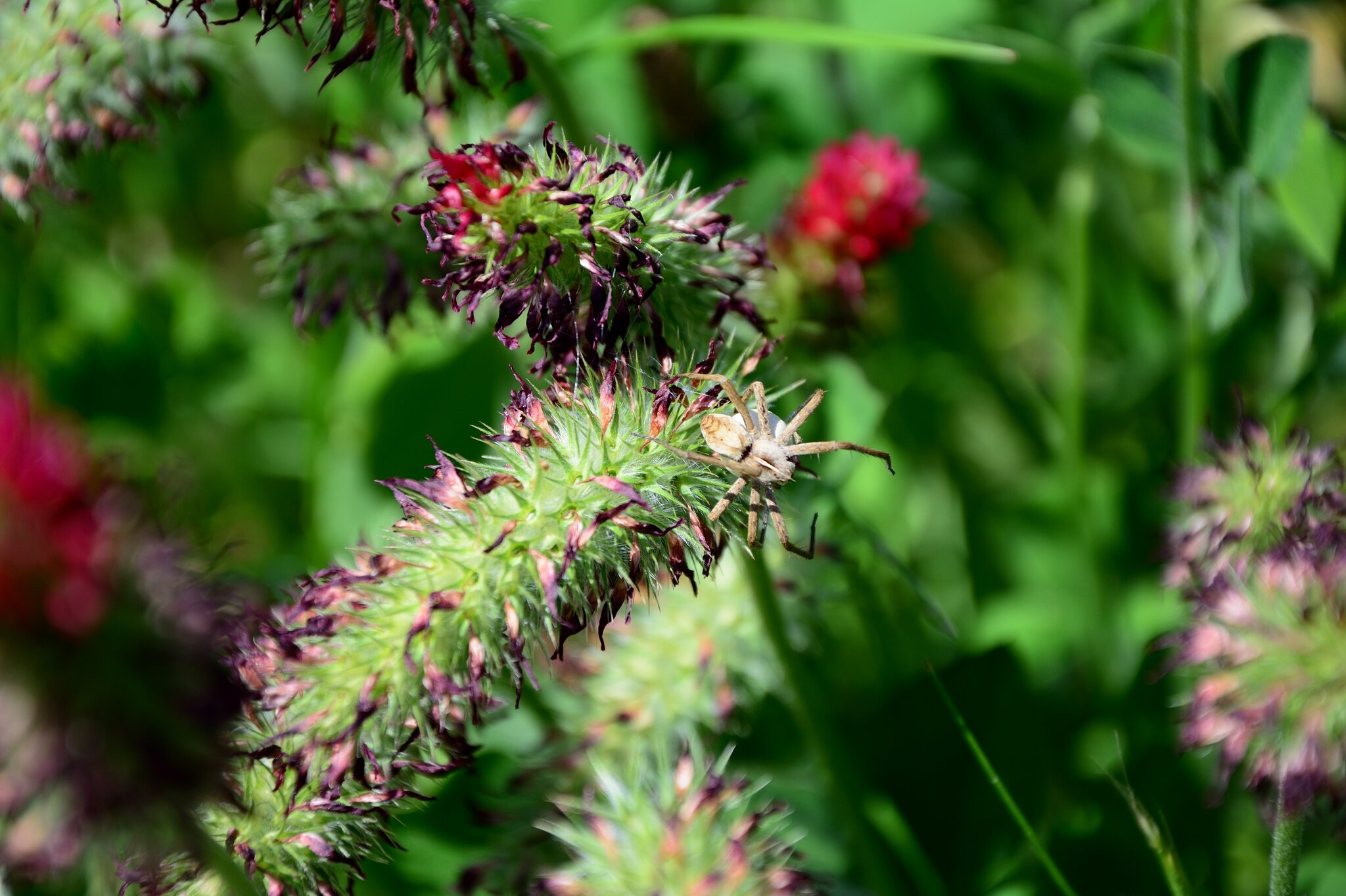Nachwuchs sichern: Eine kleine Raubspinne - Gladenbach