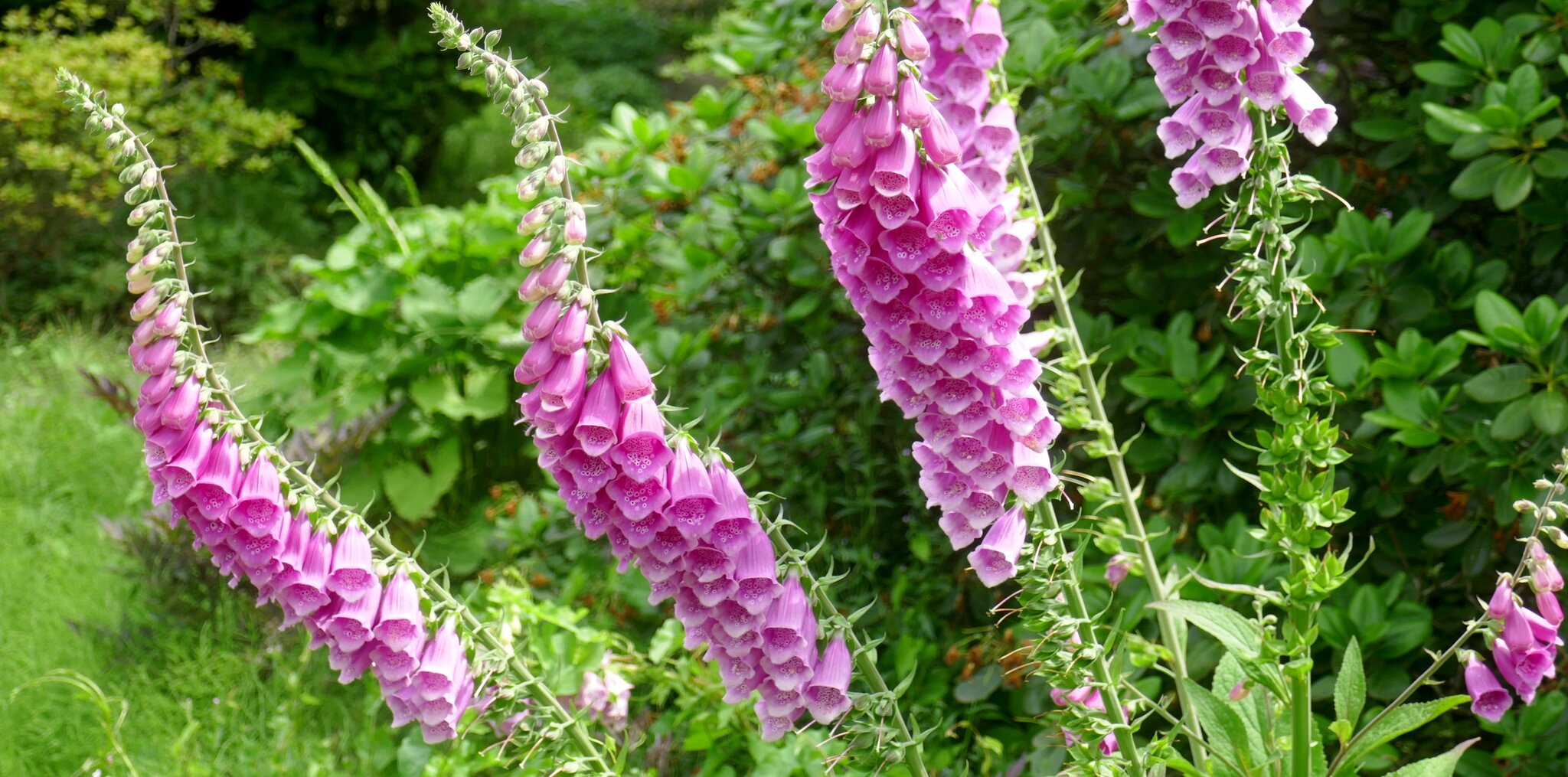 Natur + Garten: Fingerhut - Essen